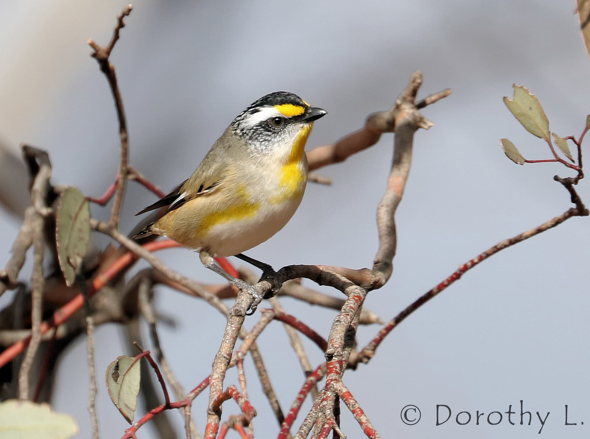 Striated Pardalote – Ausemade