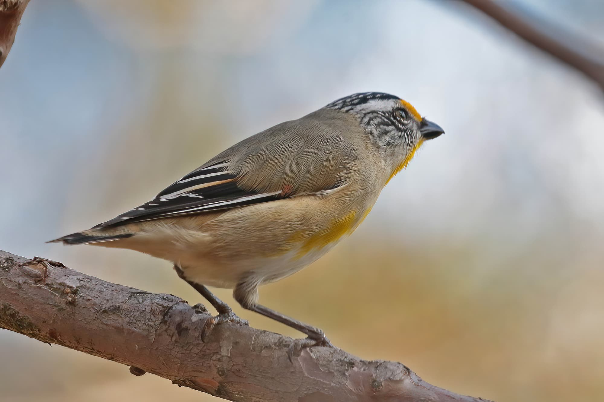 Striated Pardalote – Ausemade