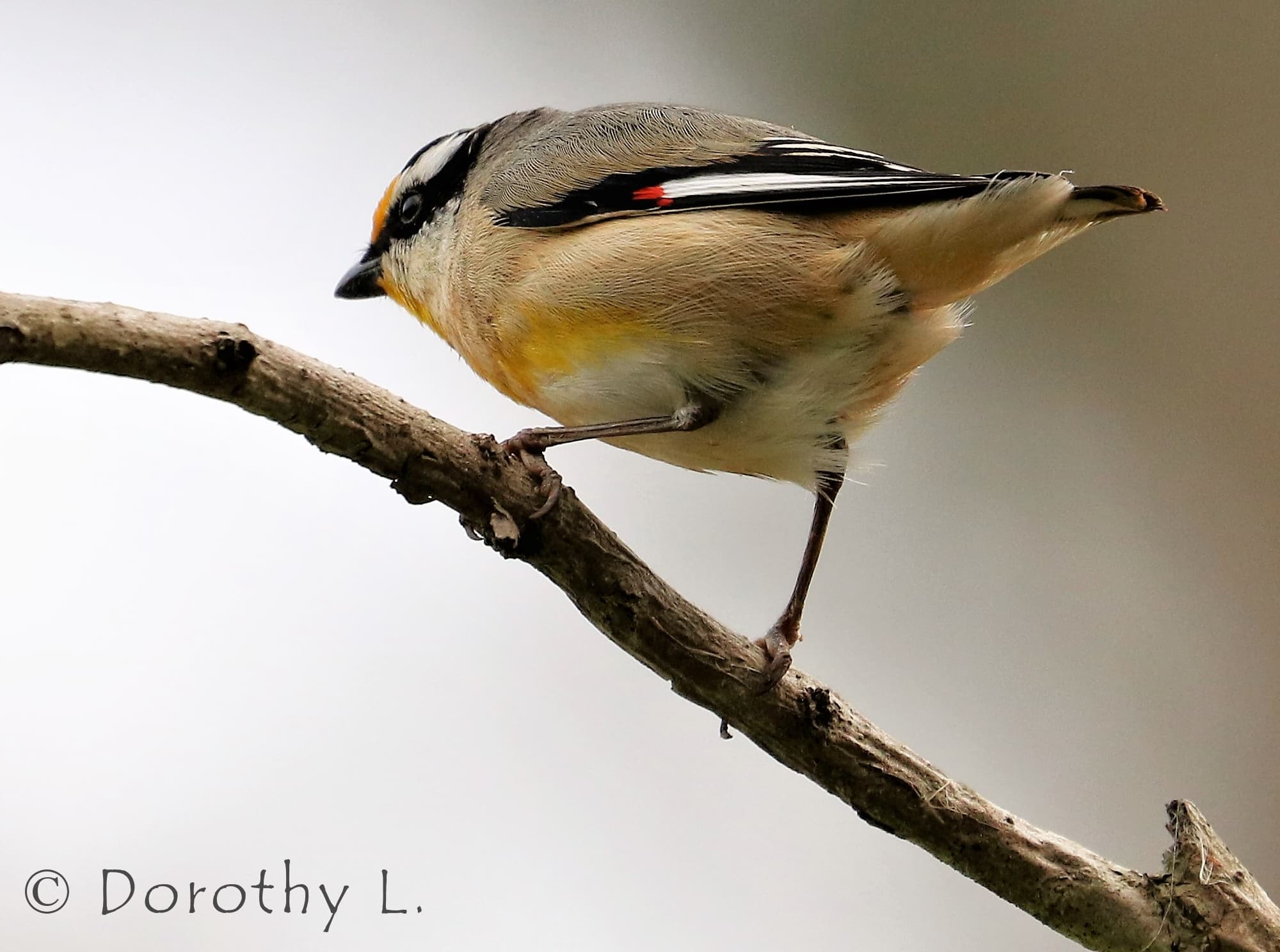 Striated Pardalote – Ausemade