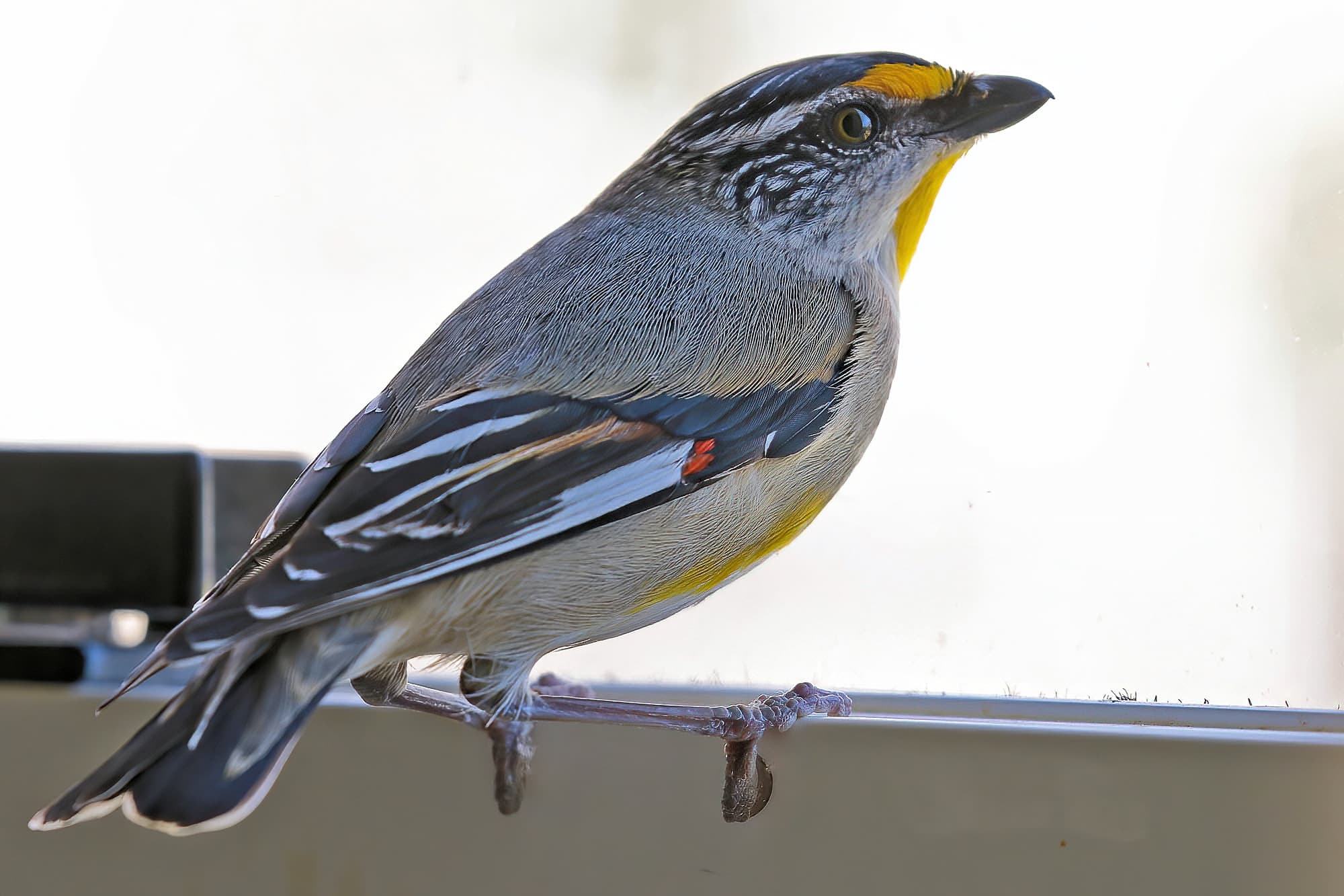 Southern Downs Birds – Ausemade