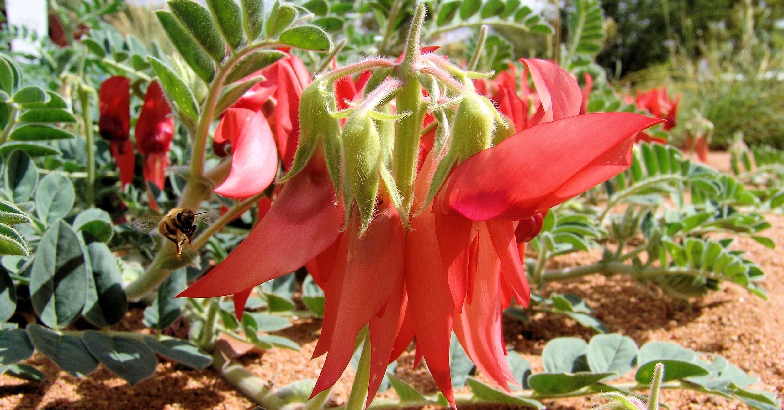 Sturt’s Desert Pea, northern – Ausemade