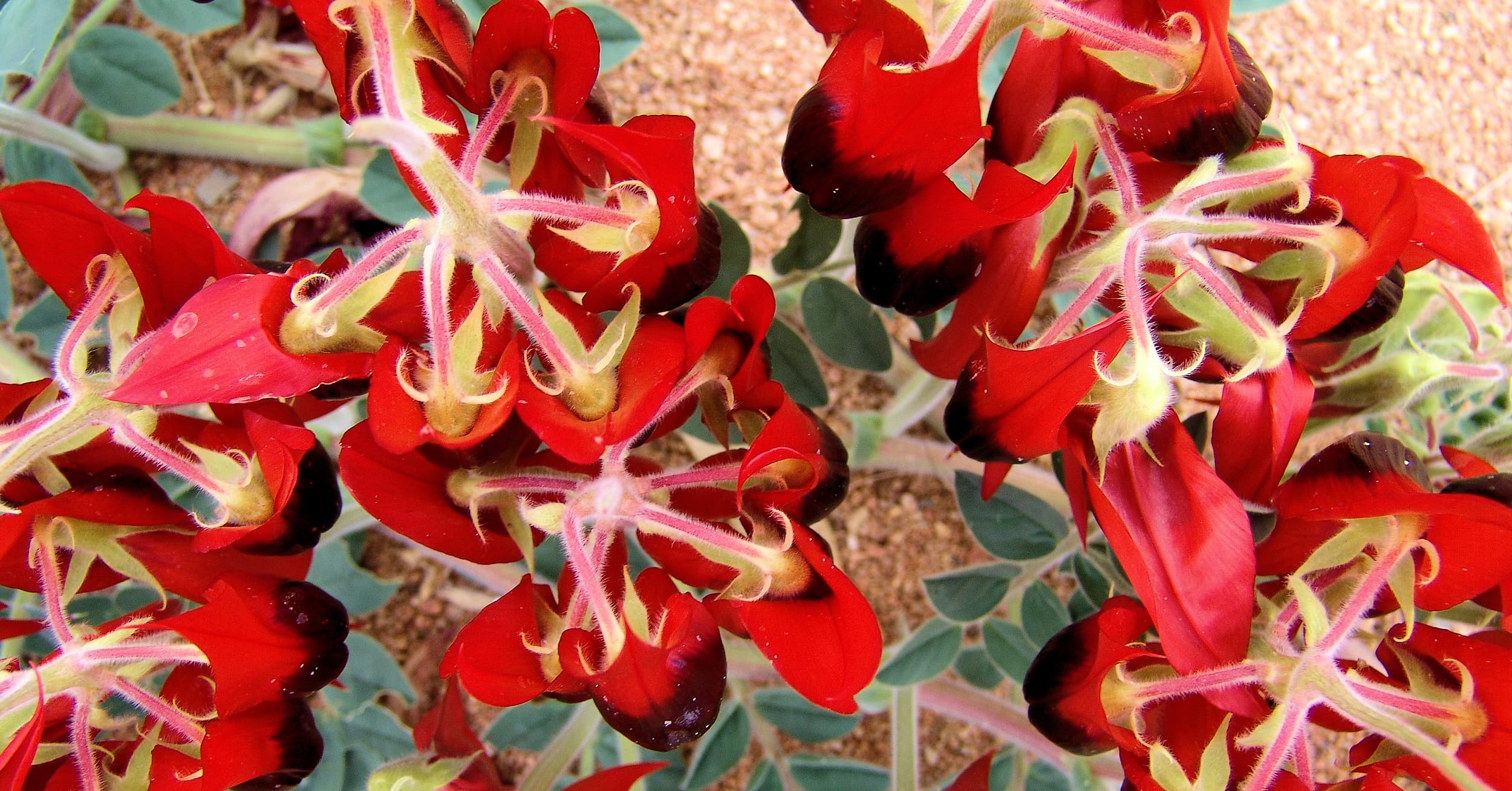 Sturt’s Desert Pea – Ausemade