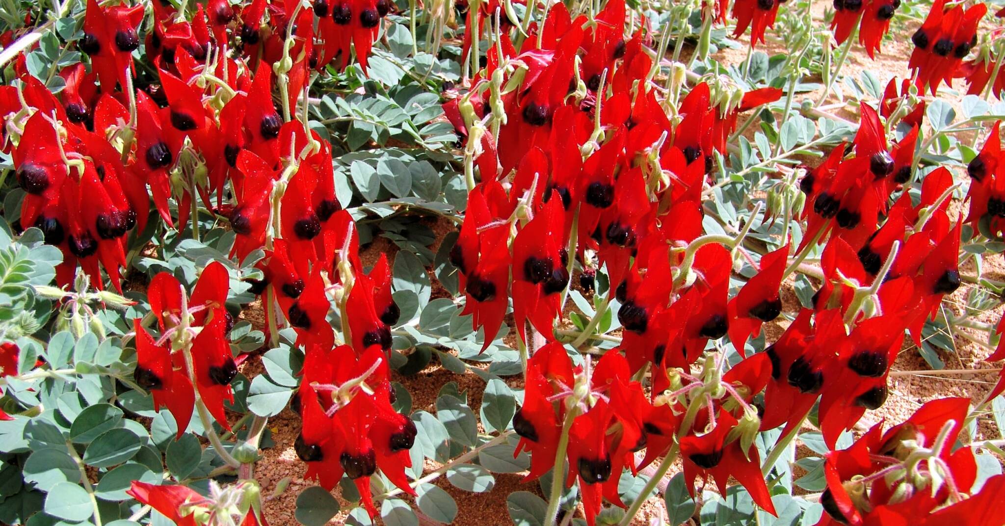 Sturt’s Desert Pea – Ausemade
