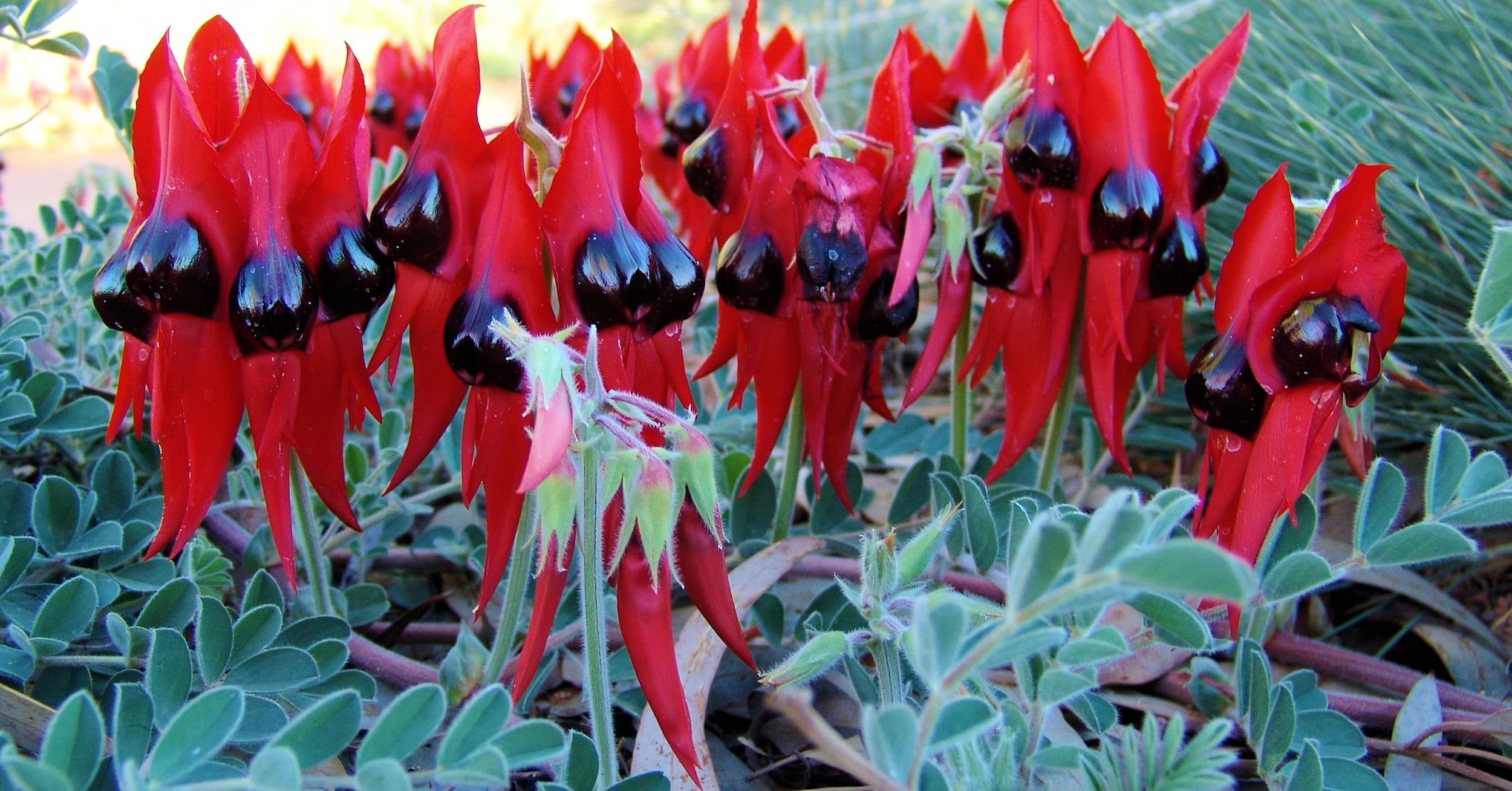 Sturt’s Desert Pea – Ausemade