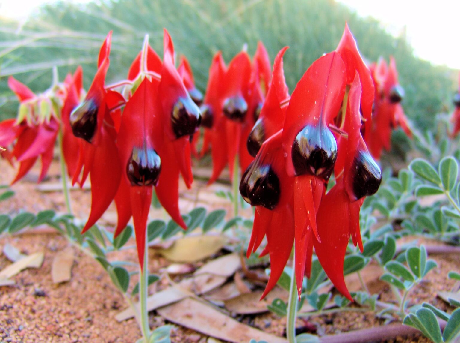 Sturt’s Desert Pea – Ausemade