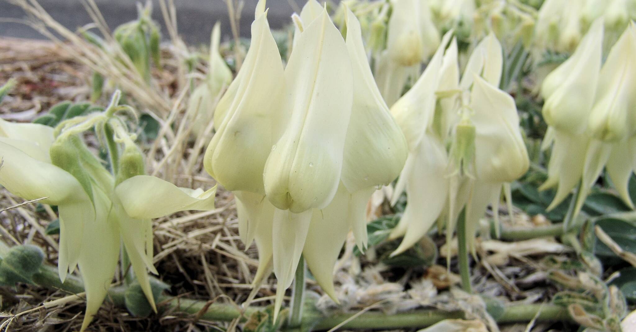 Sturt’s Desert Pea, white – Ausemade