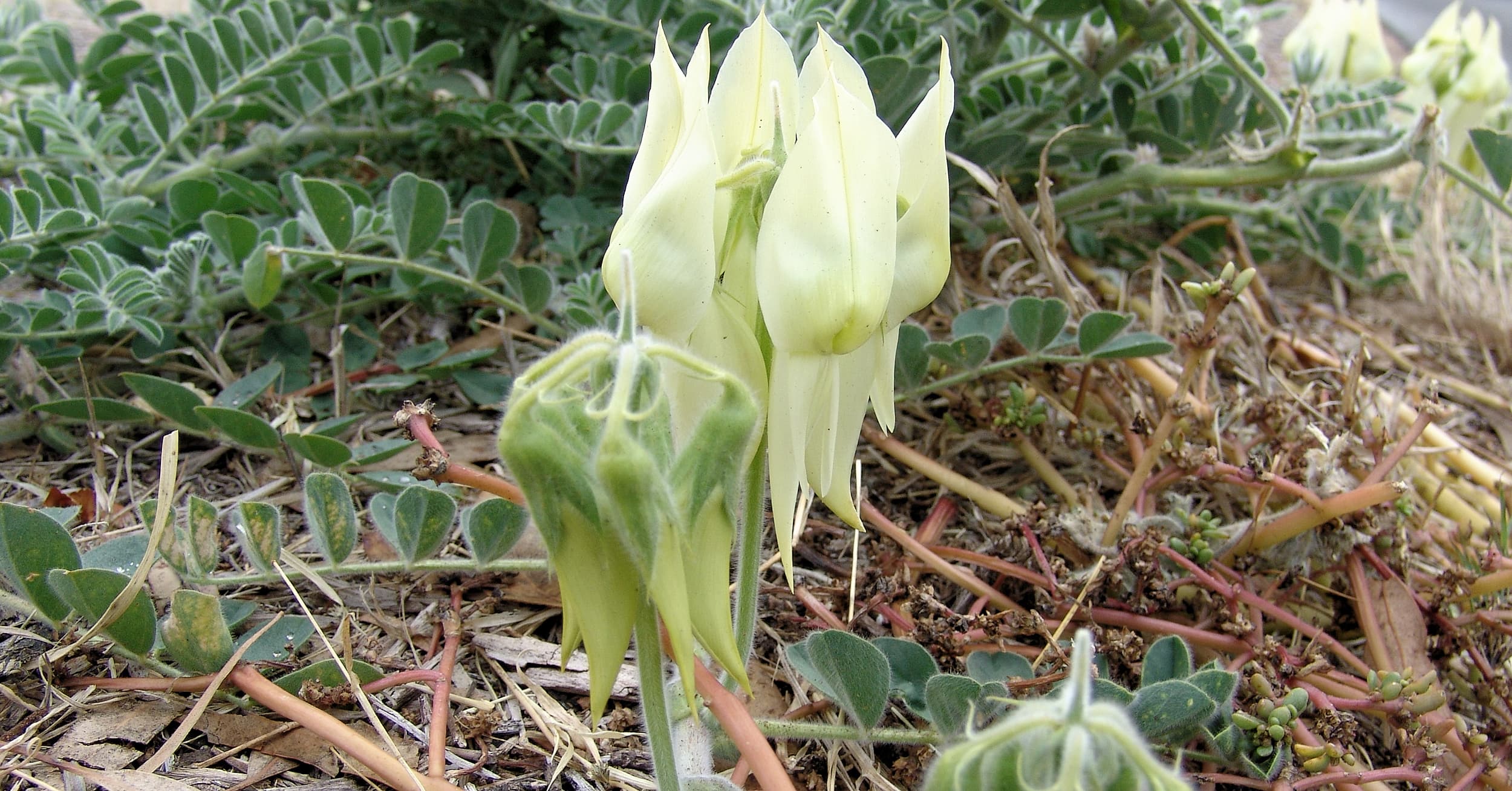 Sturt’s Desert Pea, white – Ausemade