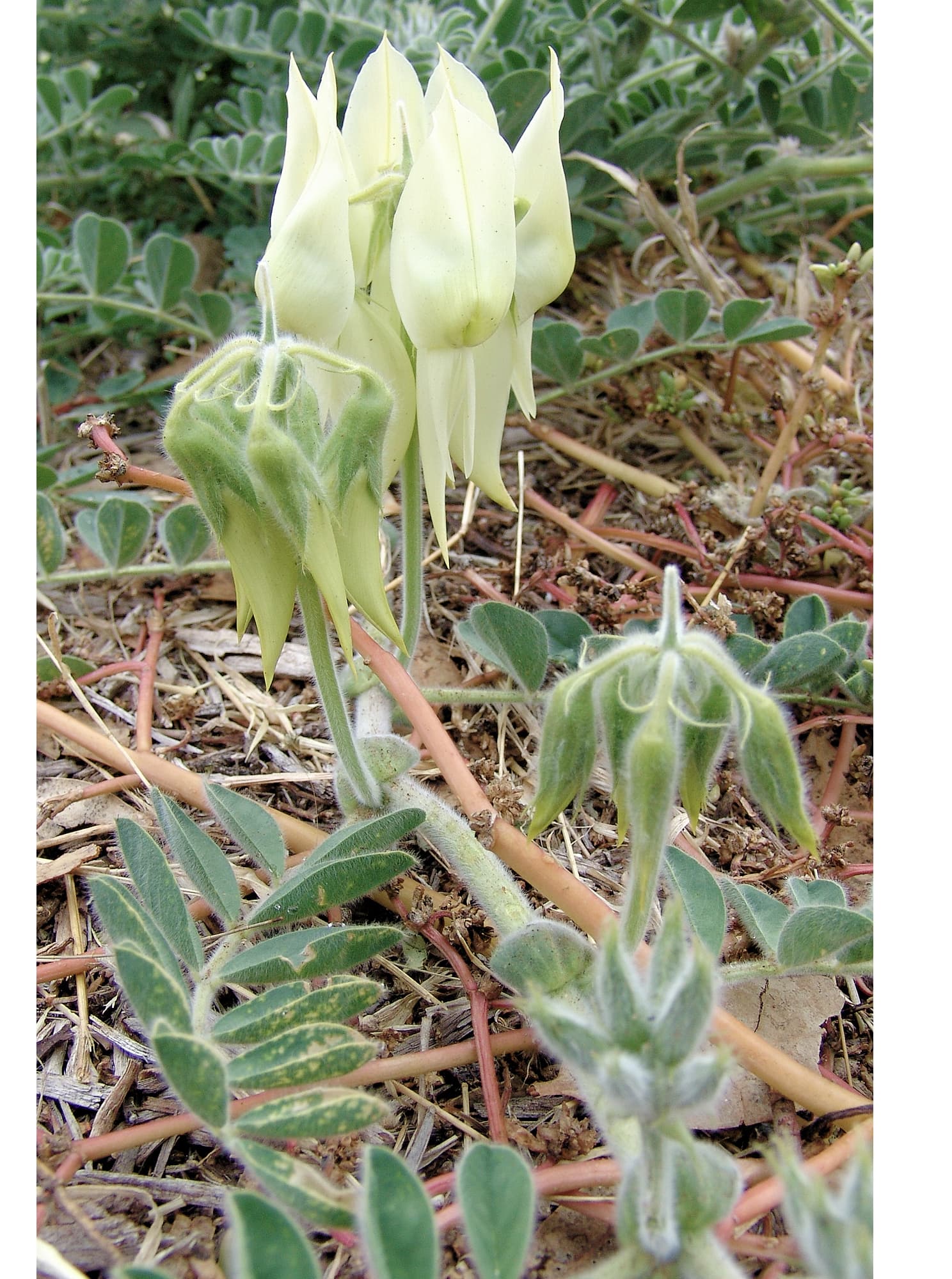 Sturt’s Desert Pea, white – Ausemade