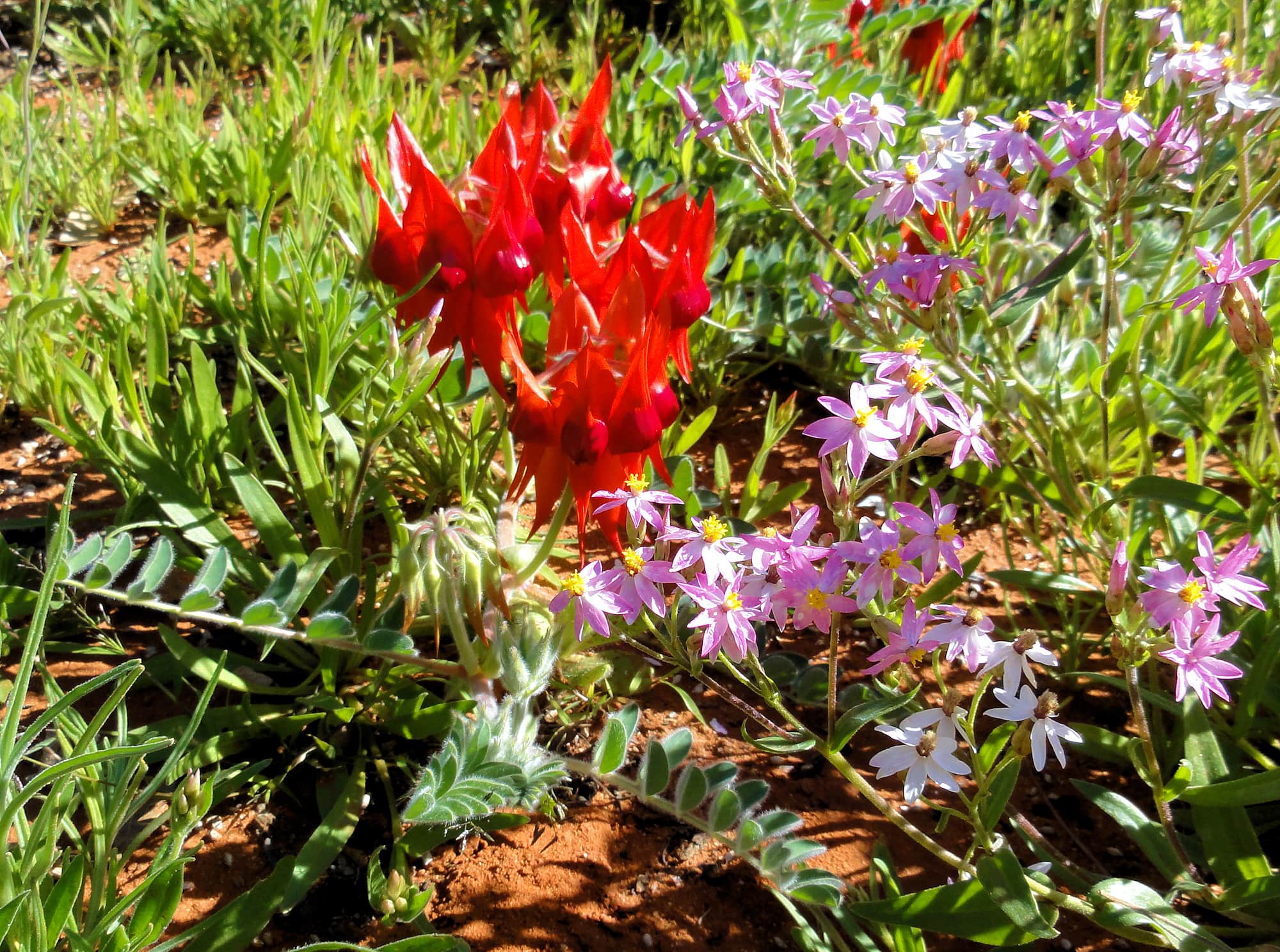 Sturt’s Desert Pea – Ausemade