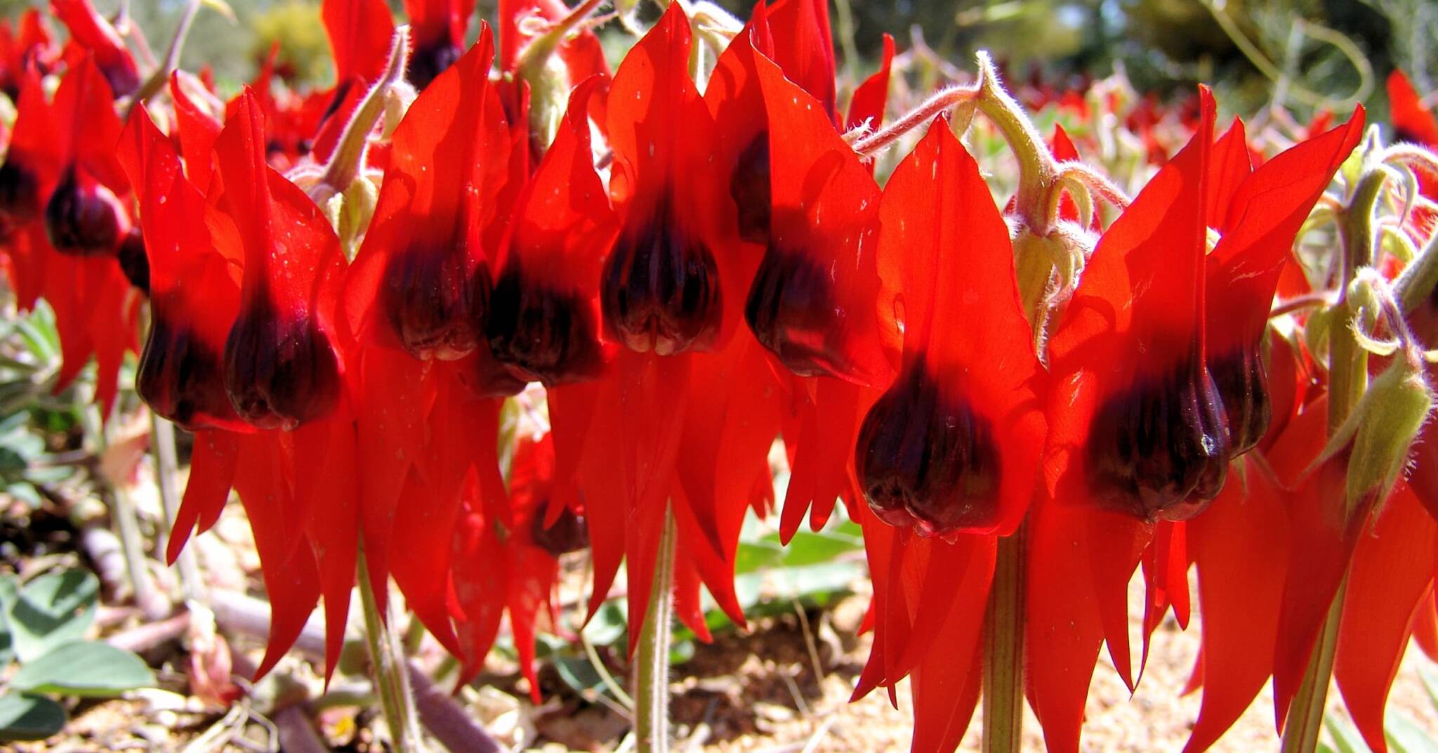 Sturt’s Desert Pea – Ausemade
