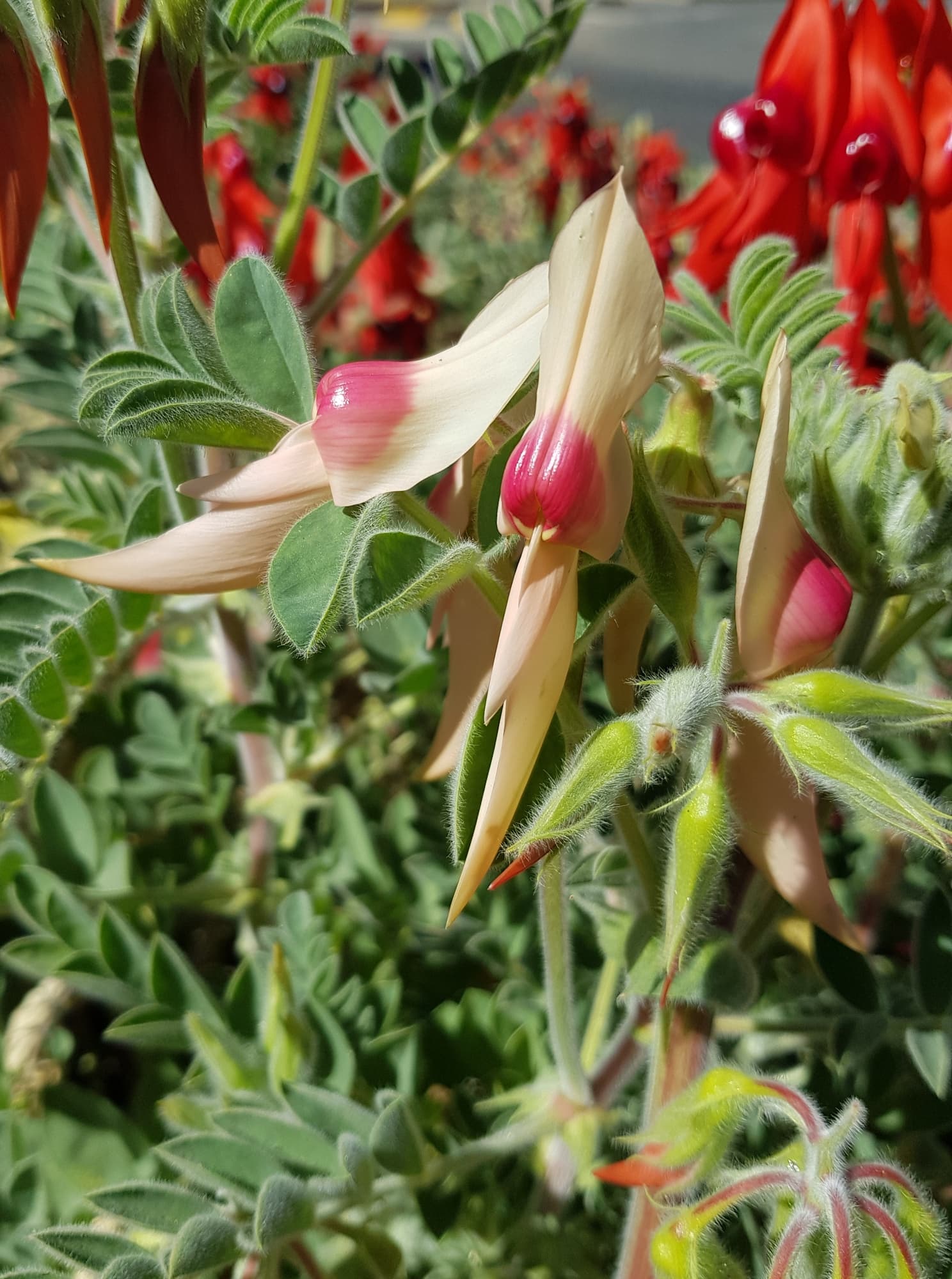 Sturt’s Desert Pea, pink – Ausemade