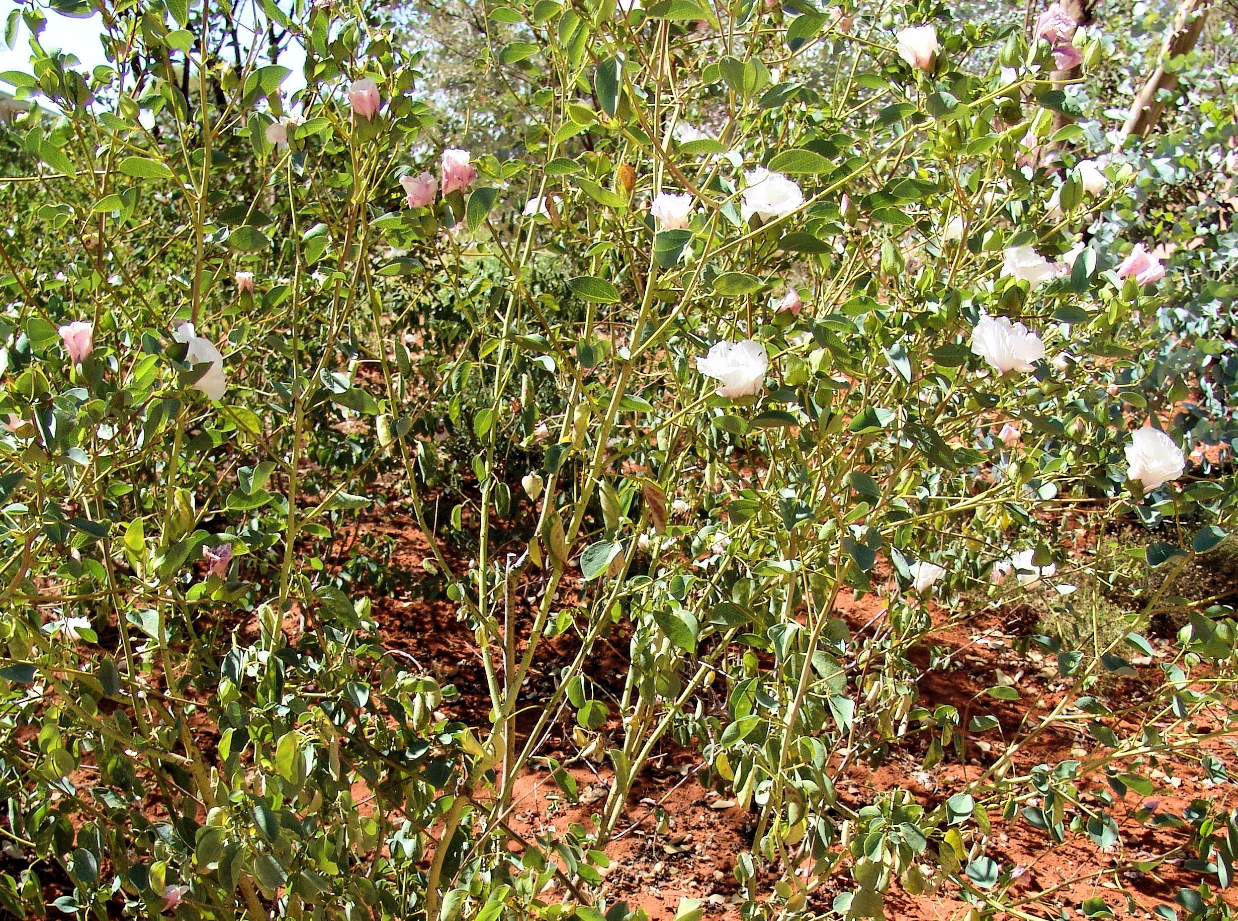 Sturt’s Desert Rose – Ausemade