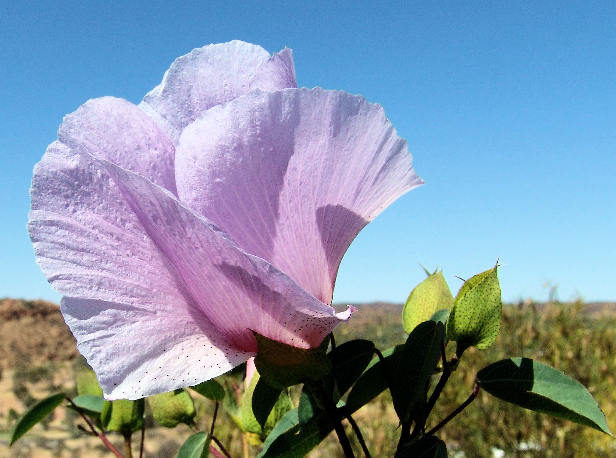 Sturt’s Desert Rose – Ausemade