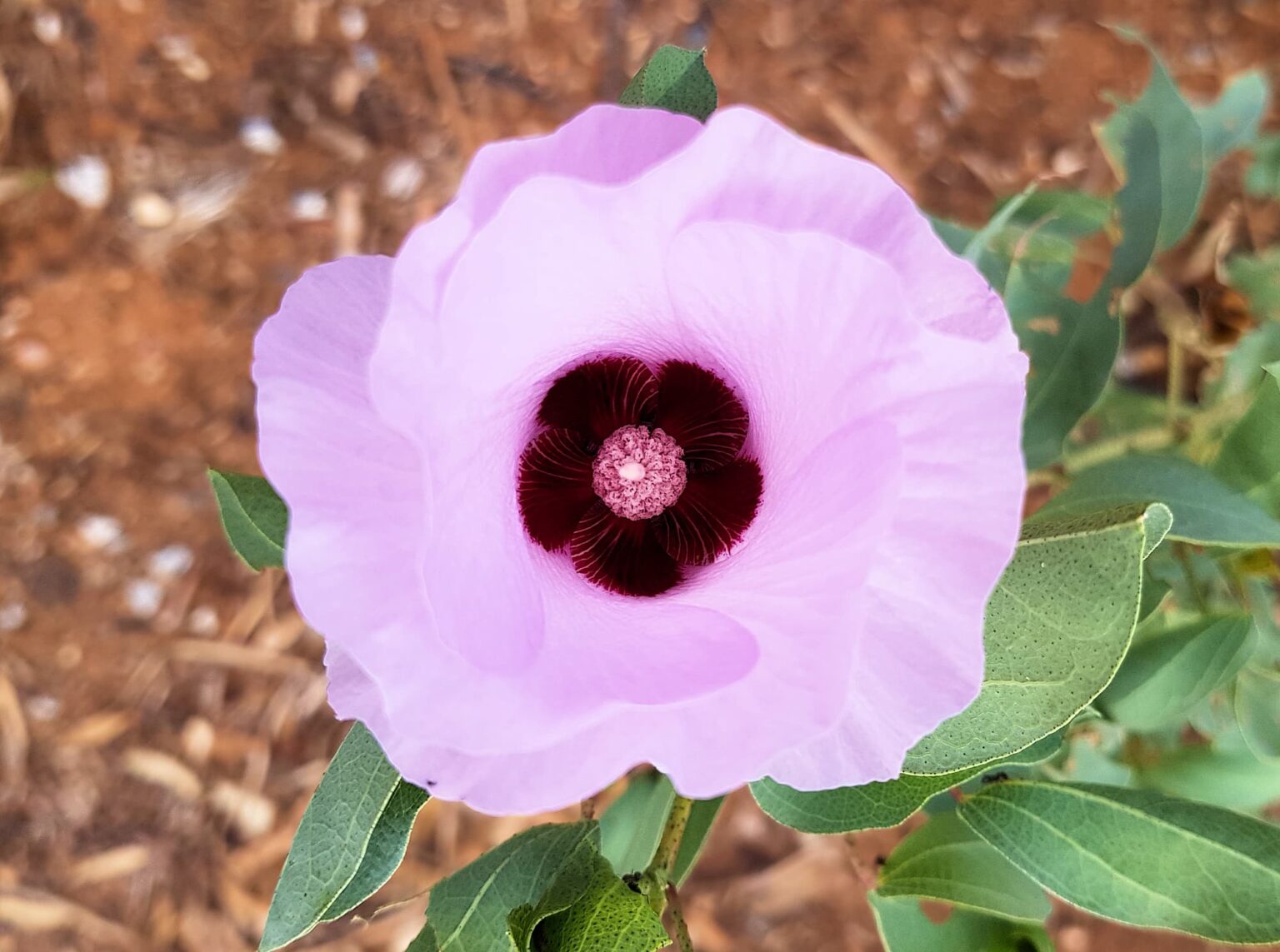 Sturt’s Desert Rose – Ausemade