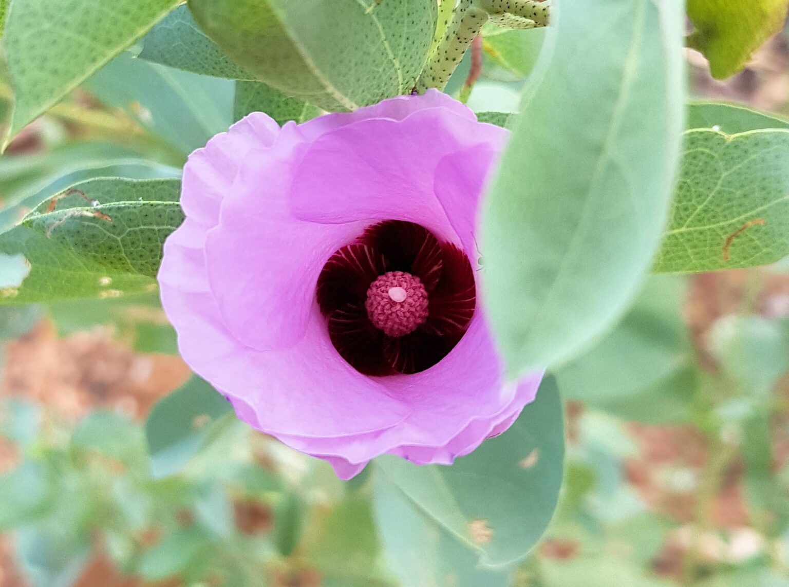Alice Springs Flora – Ausemade