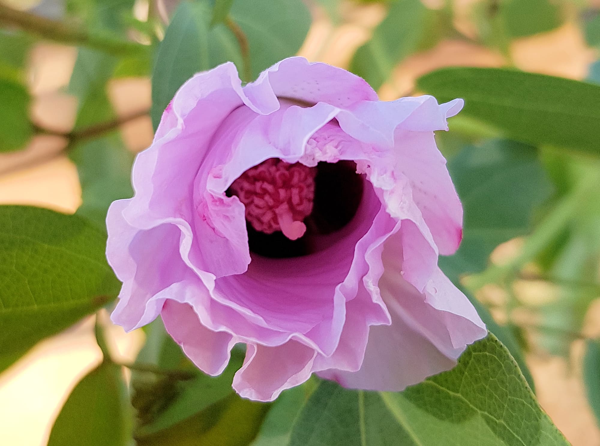 Sturt’s Desert Rose – Ausemade