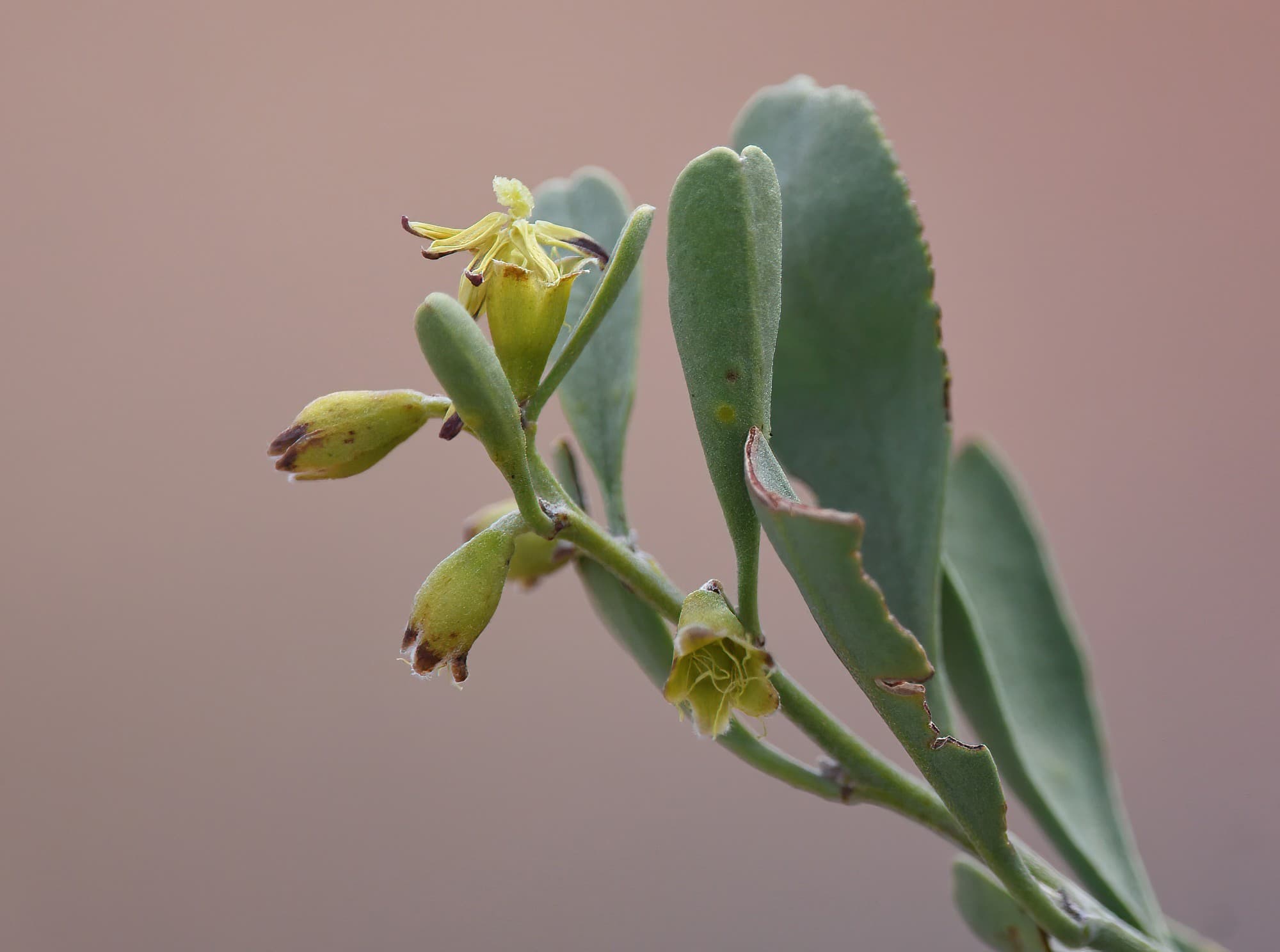 Newhaven Flora – Ausemade