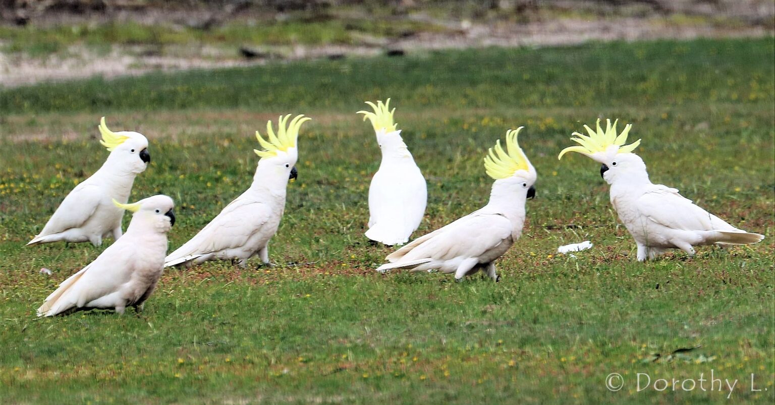 Sulphur-crested Cockatoo – crests for show – Ausemade