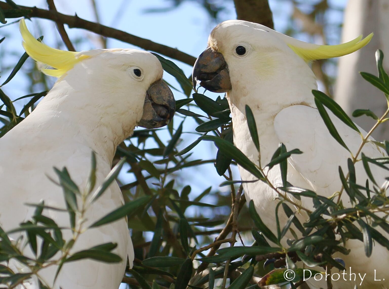 Sulphur-crested Cockatoo – crests for show – Ausemade