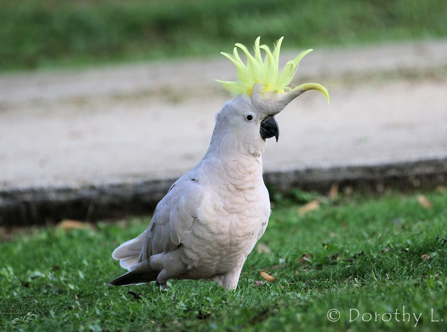 Sulphur-crested Cockatoo – crests for show – Ausemade