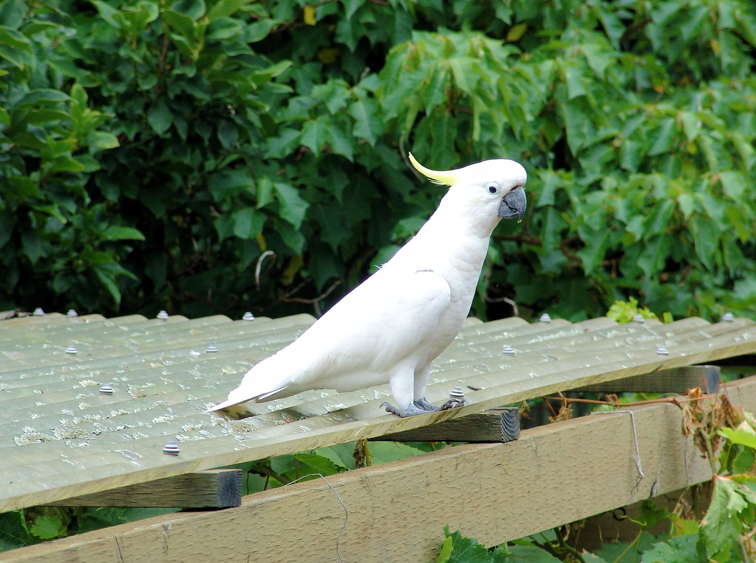 Sulphur-crested Cockatoo – Ausemade