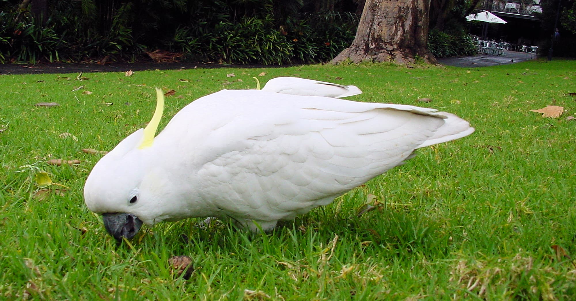 Sulphur-crested Cockatoo – Ausemade
