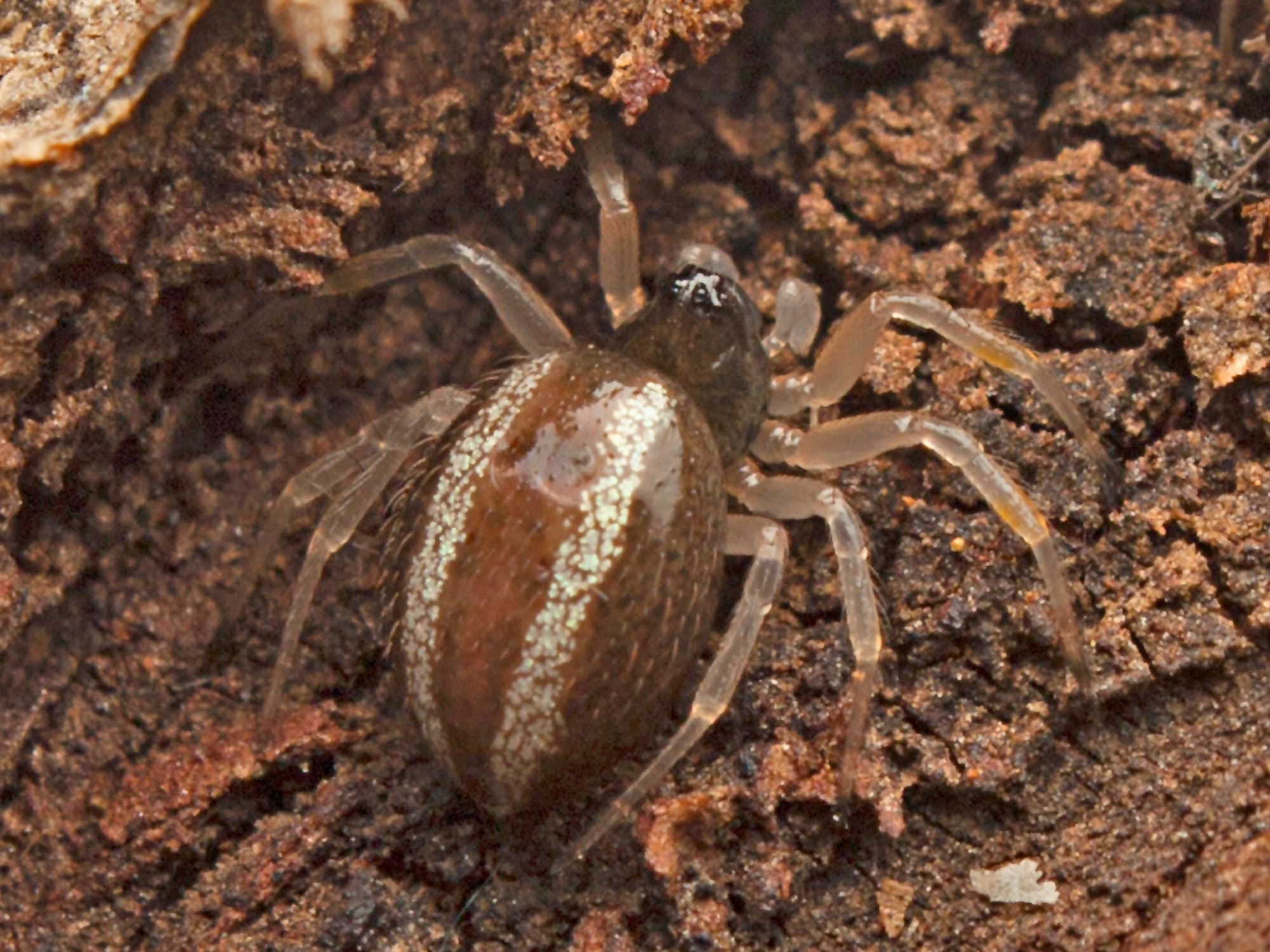 Euryopis umbilicata (Superb Ant-eater Spider) – Ausemade