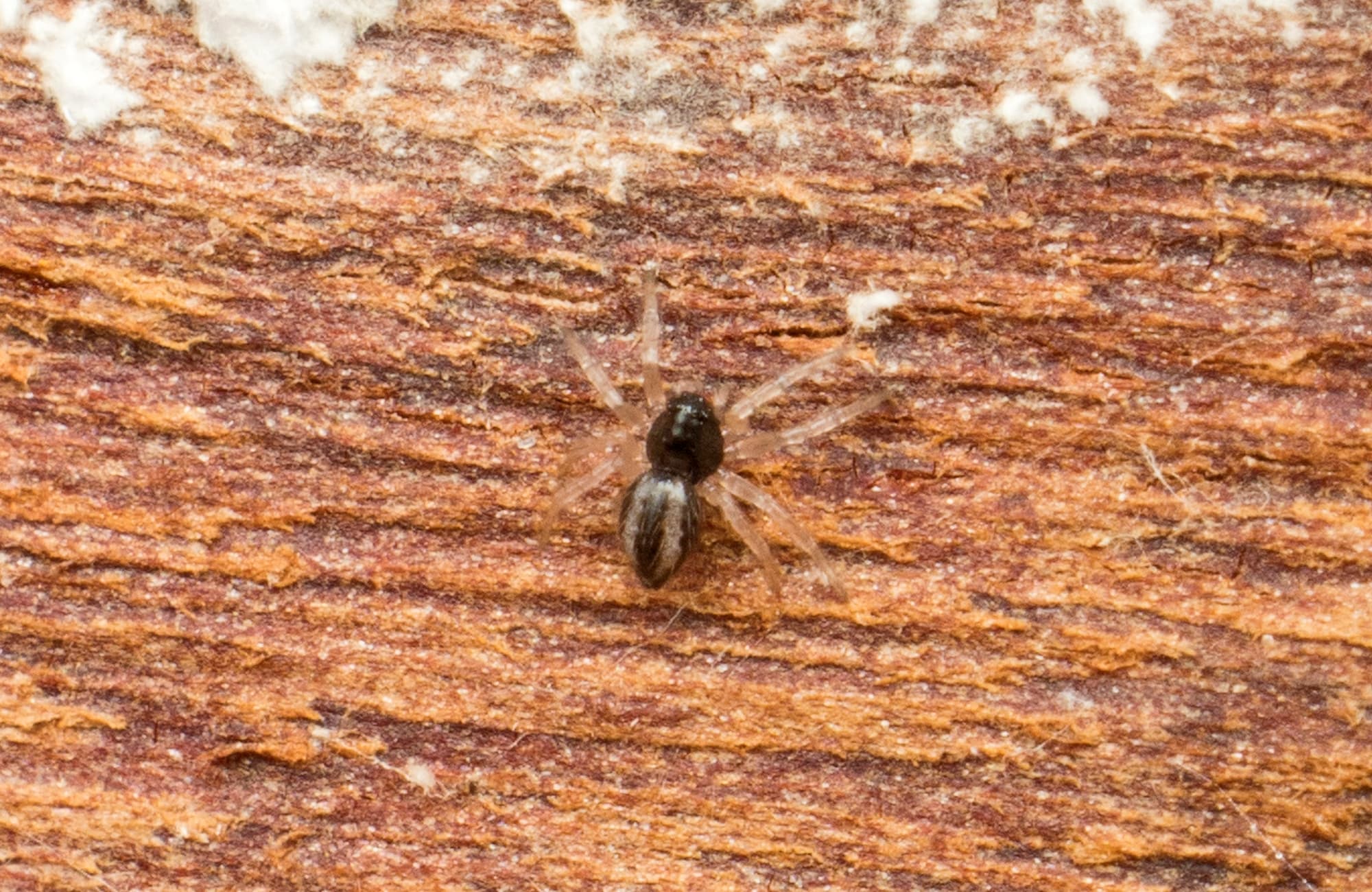 Euryopis umbilicata (Superb Ant-eater Spider) – Ausemade