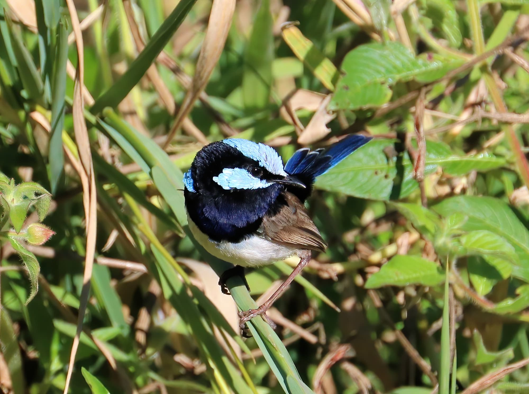Australasian Wrens – Ausemade