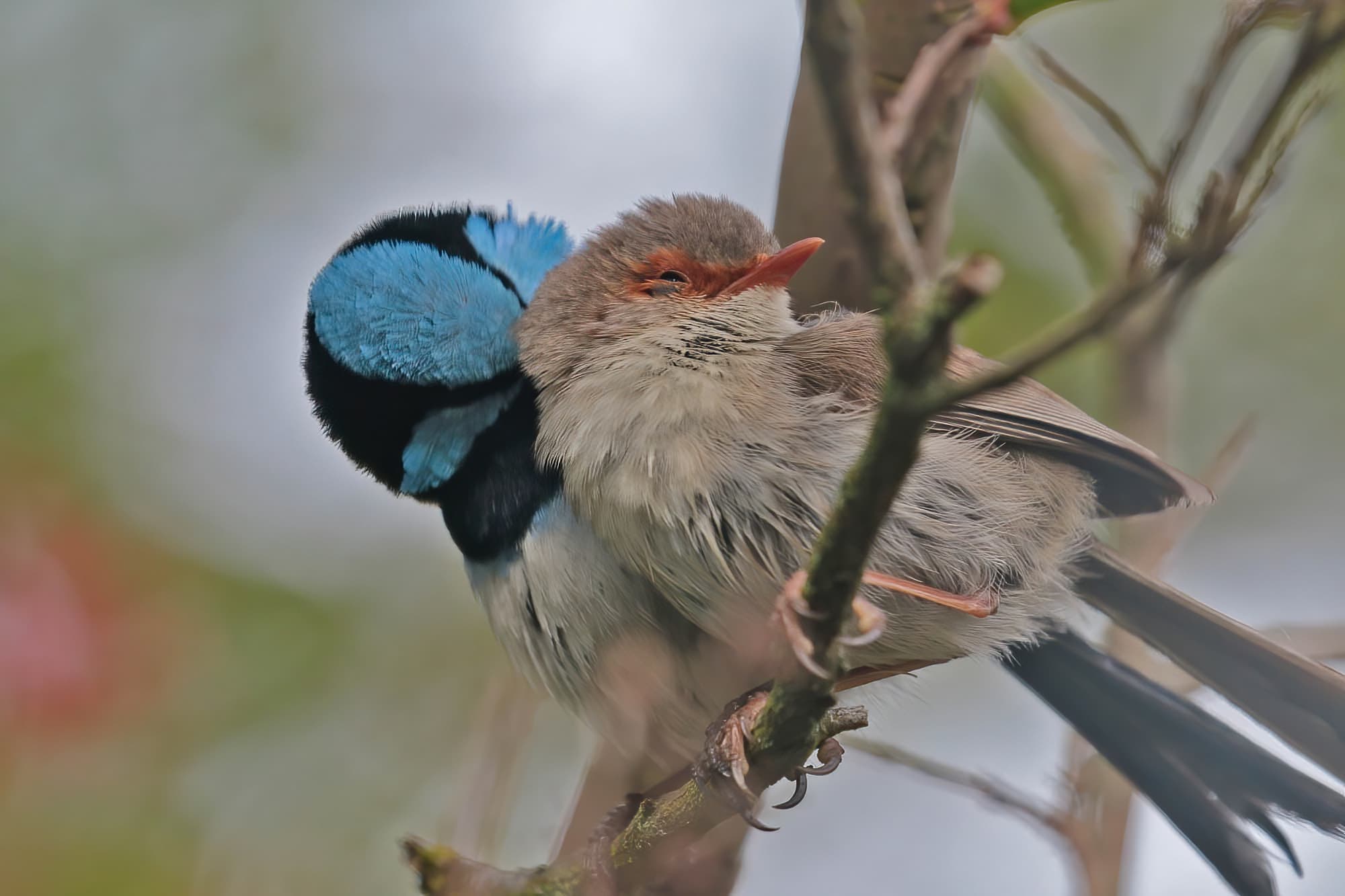 Superb Fairy-wren – Ausemade