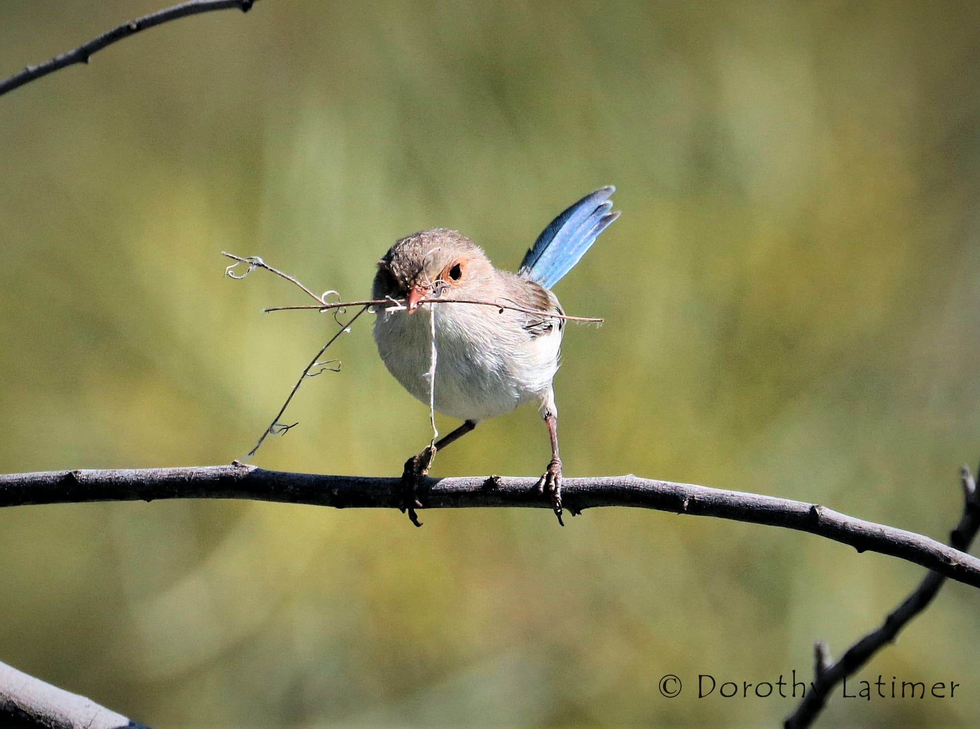 Superb Fairywren – Ausemade