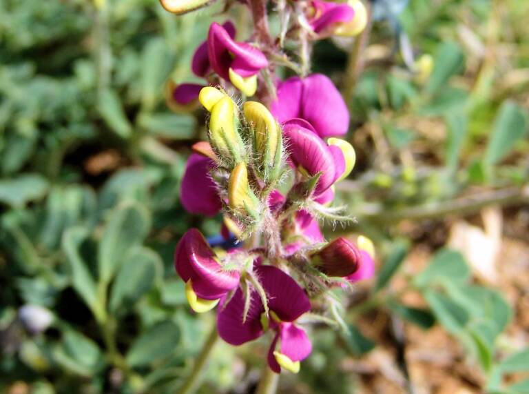 Yellow-keeled Swainsona – Ausemade