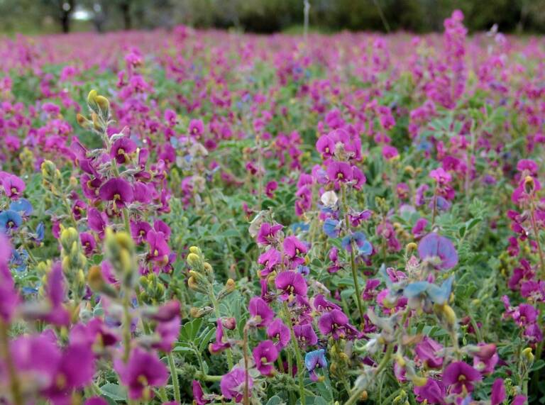 Yellow-keeled Swainsona – Ausemade