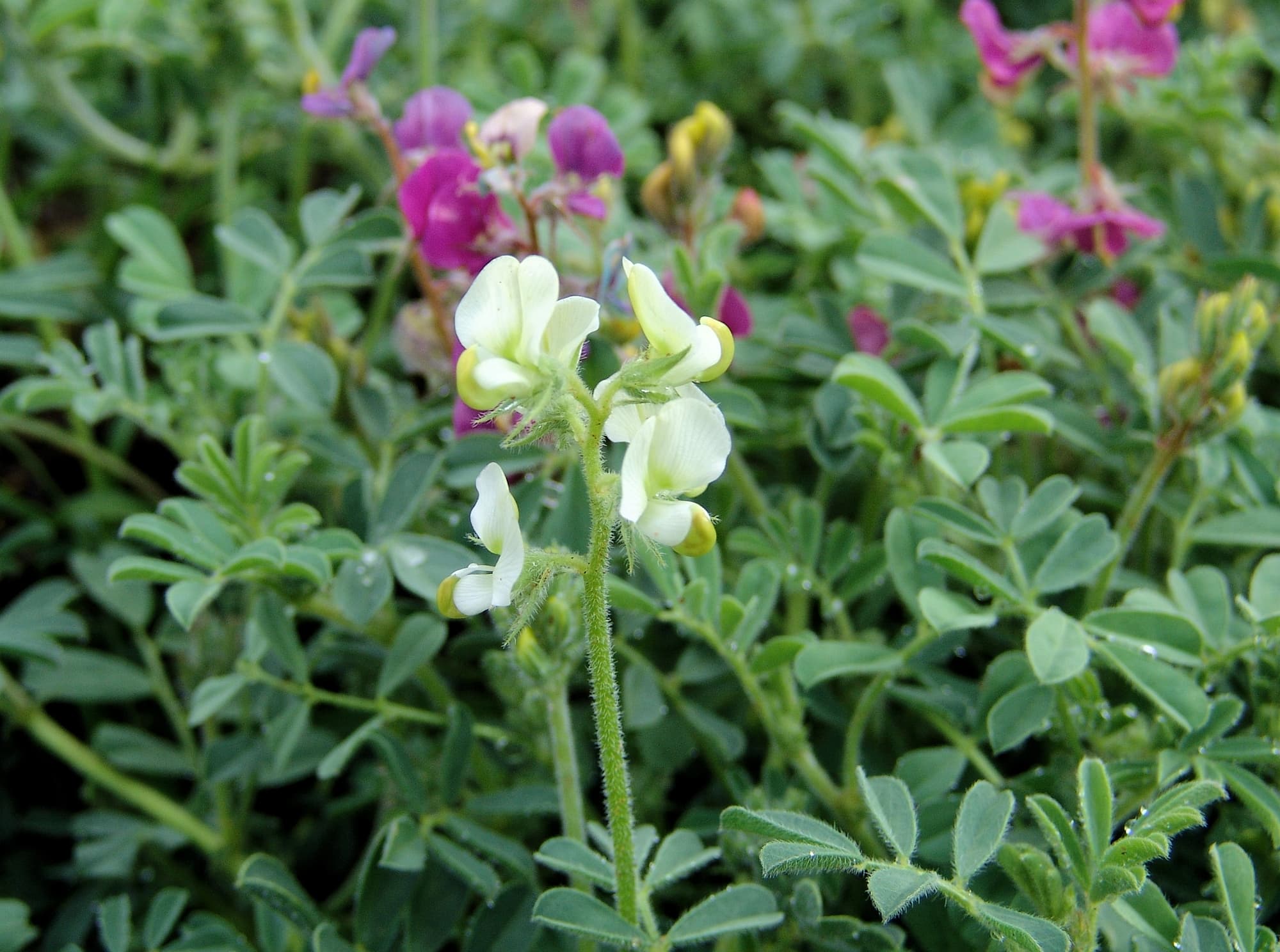 Yellow-keeled Swainsona – Ausemade