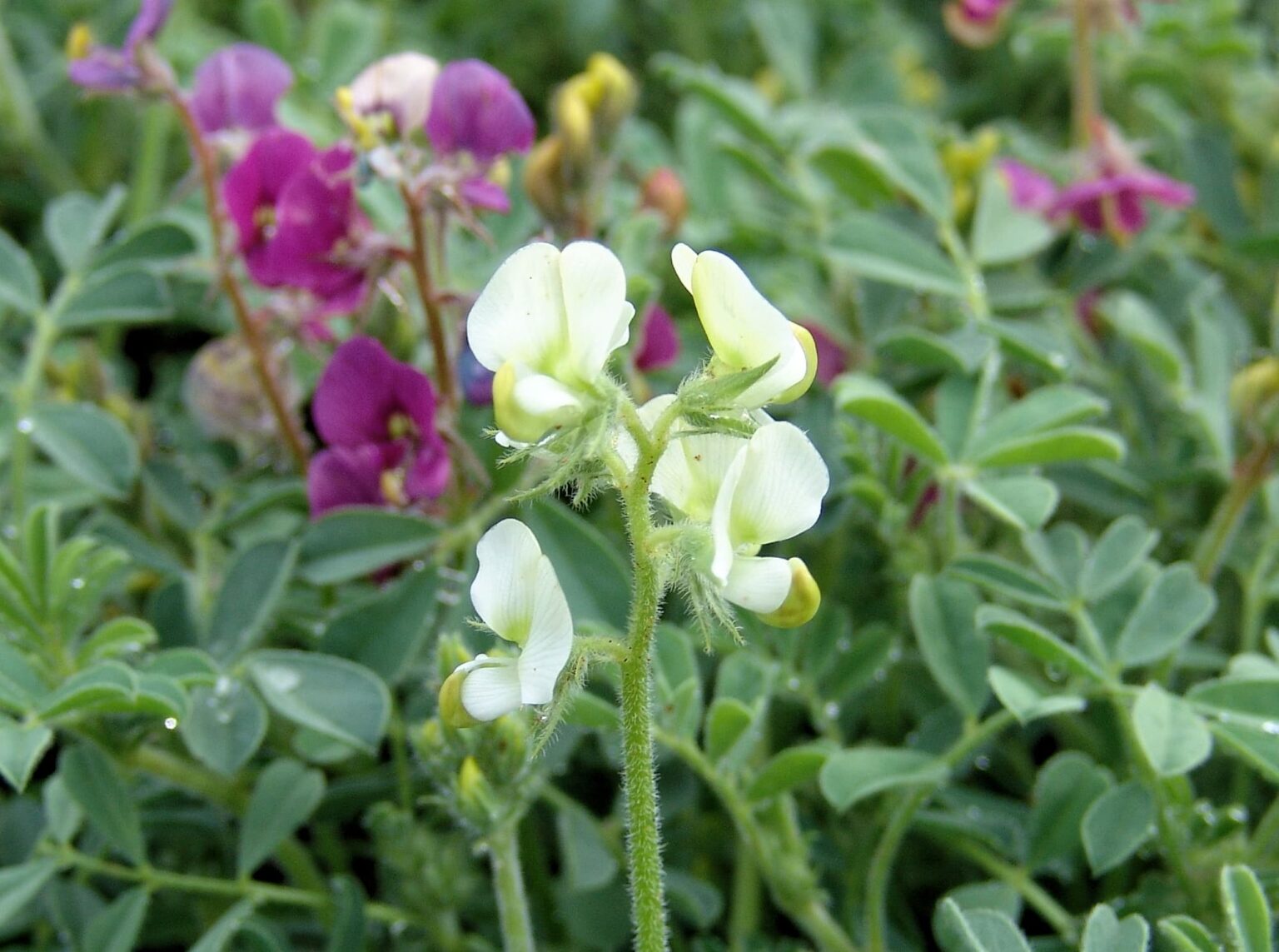 Yellow-keeled Swainsona – Ausemade