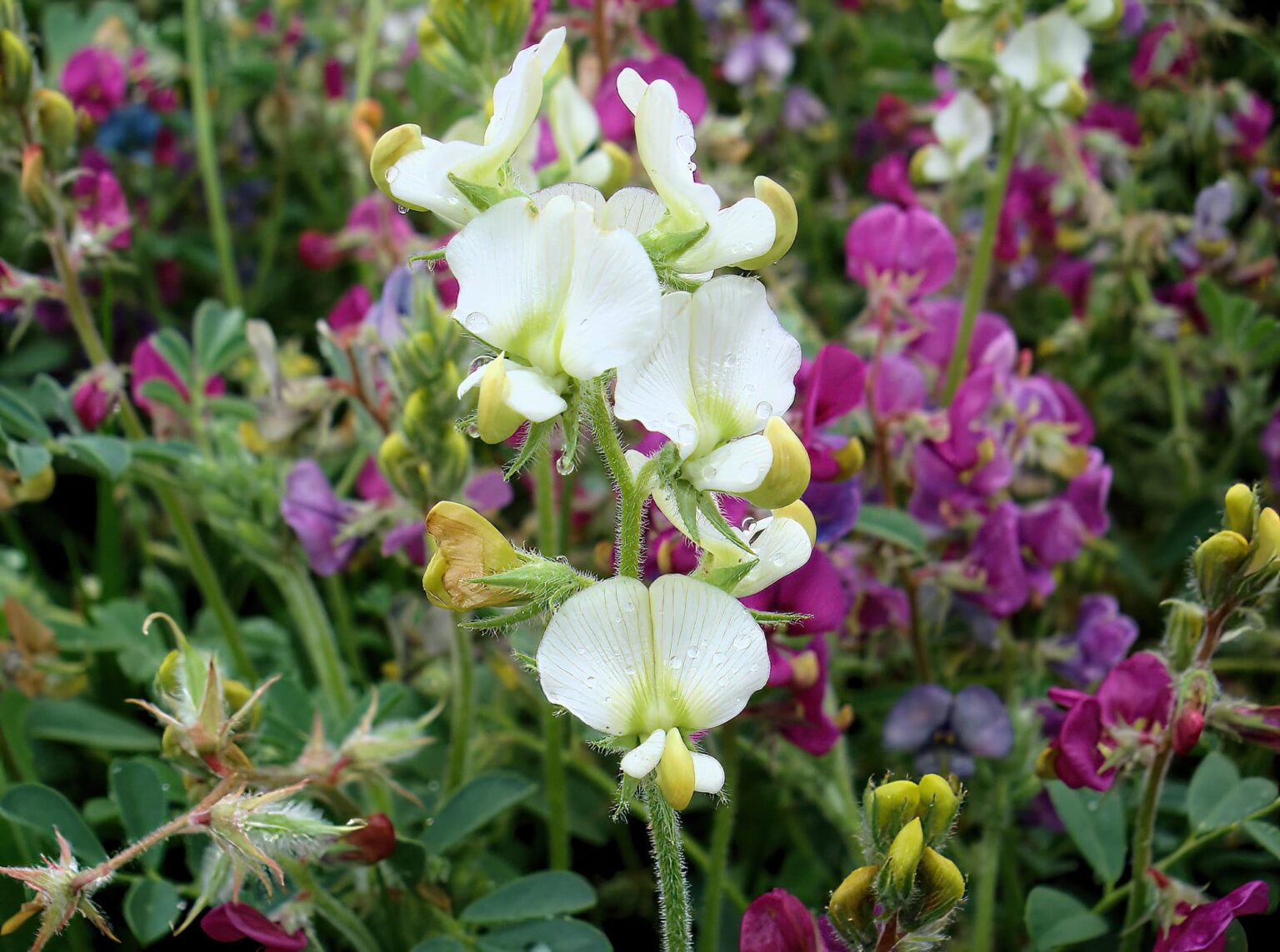 Yellow-keeled Swainsona – Ausemade