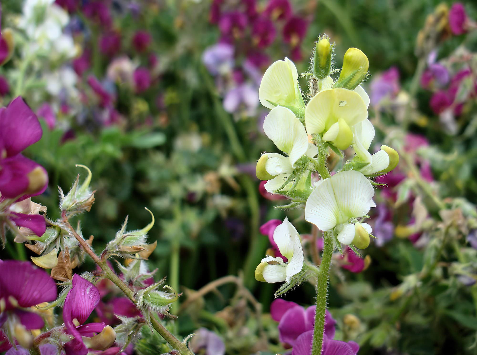 Yellow-keeled Swainsona – Ausemade