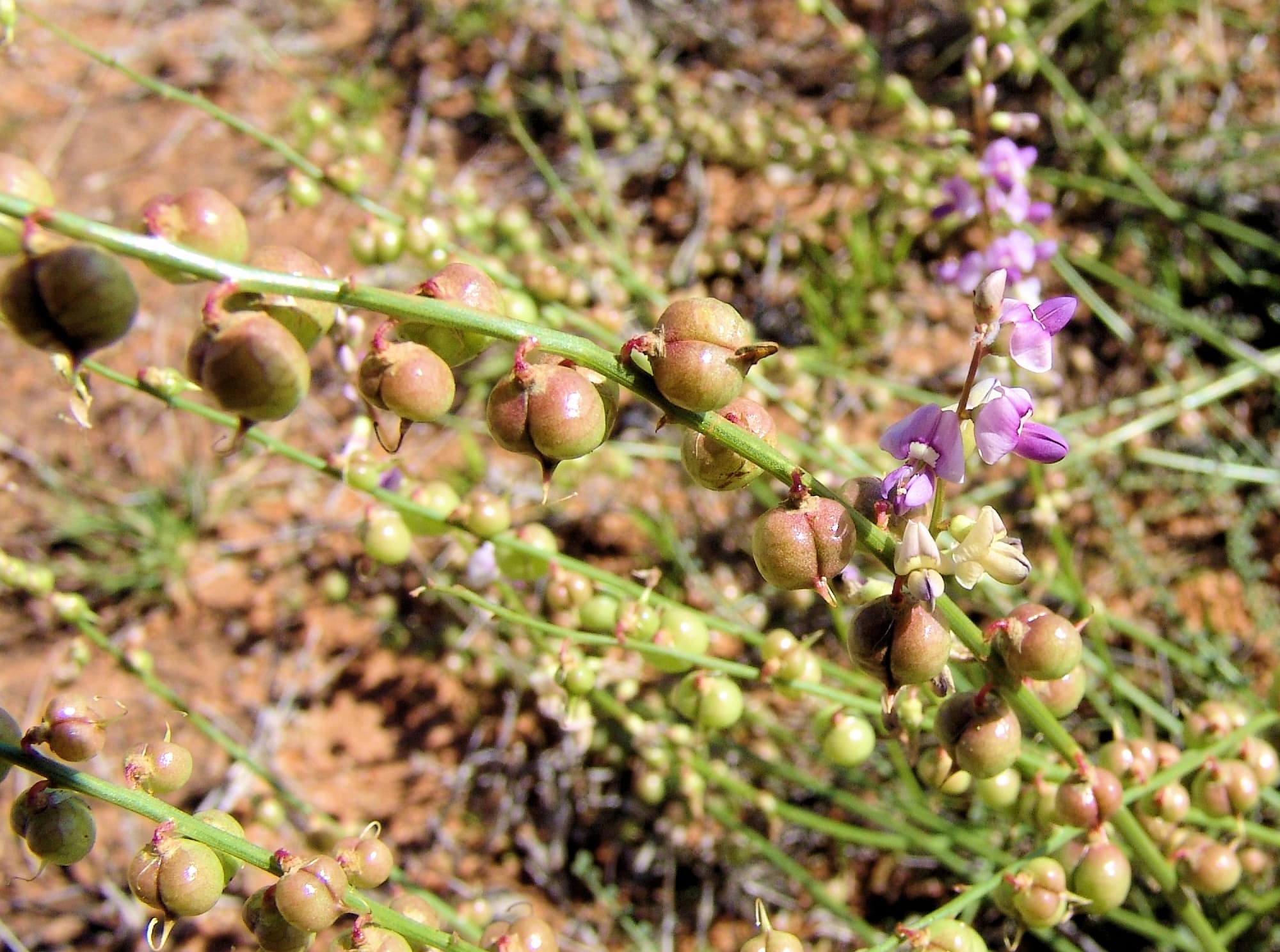 Small-Leaf Swainson-Pea (Swainsona microphylla) – Ausemade