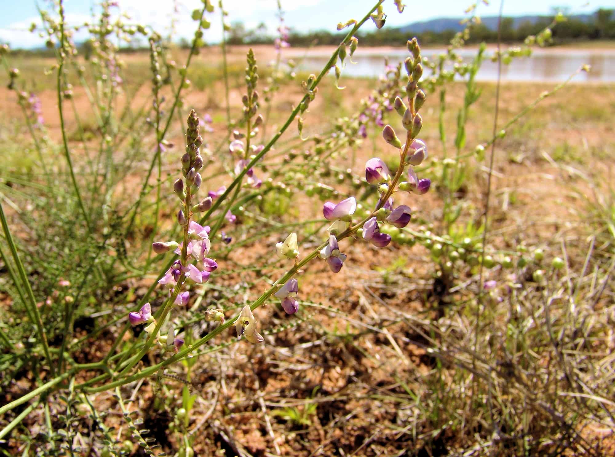 Small-Leaf Swainson-Pea (Swainsona microphylla) – Ausemade