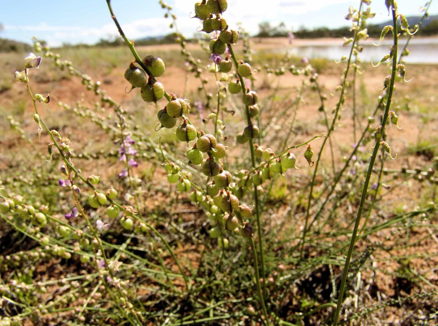 Small-Leaf Swainson-Pea (Swainsona microphylla) – Ausemade