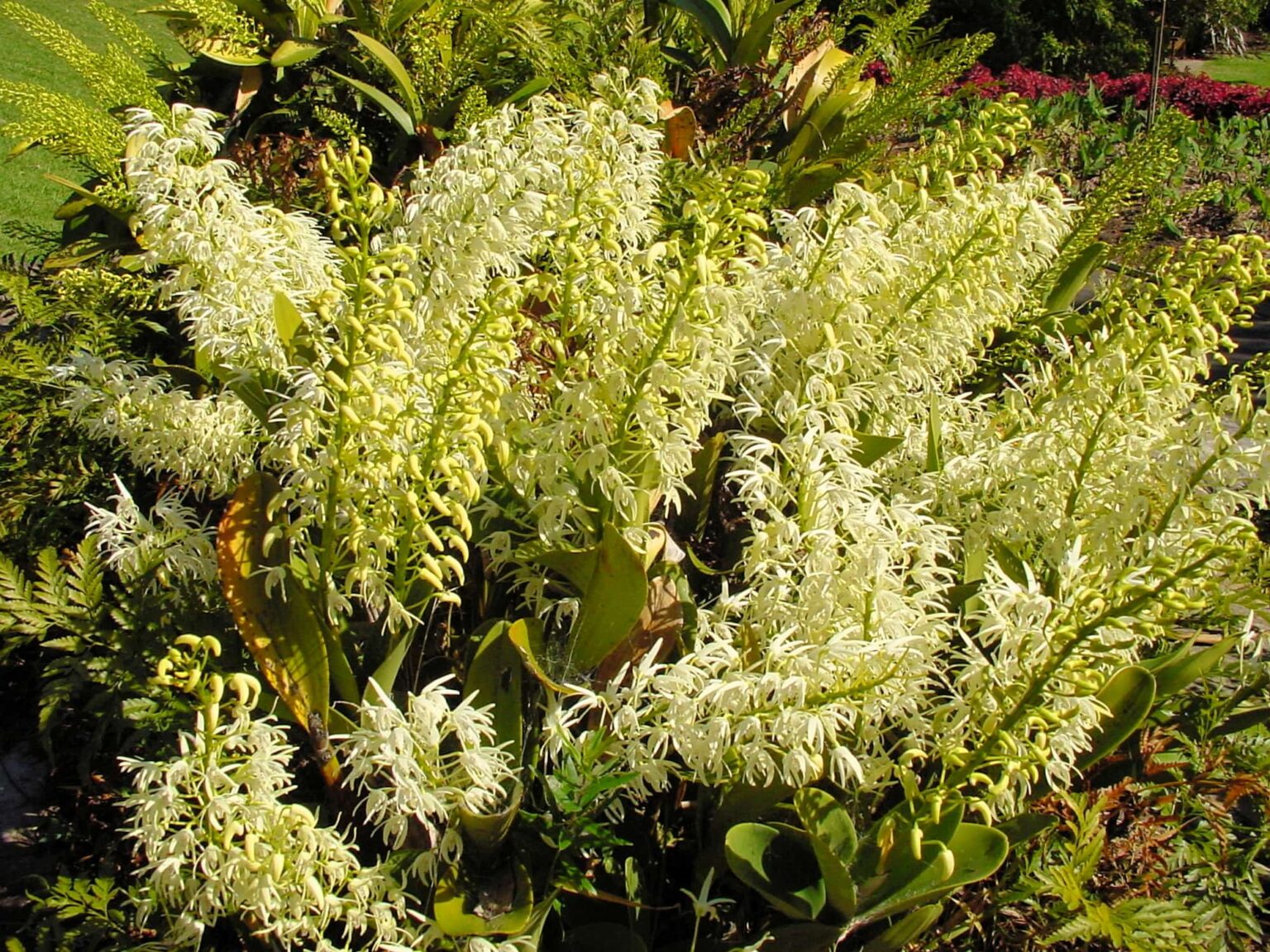 Dendrobium speciosum (Rock Orchid) – Ausemade