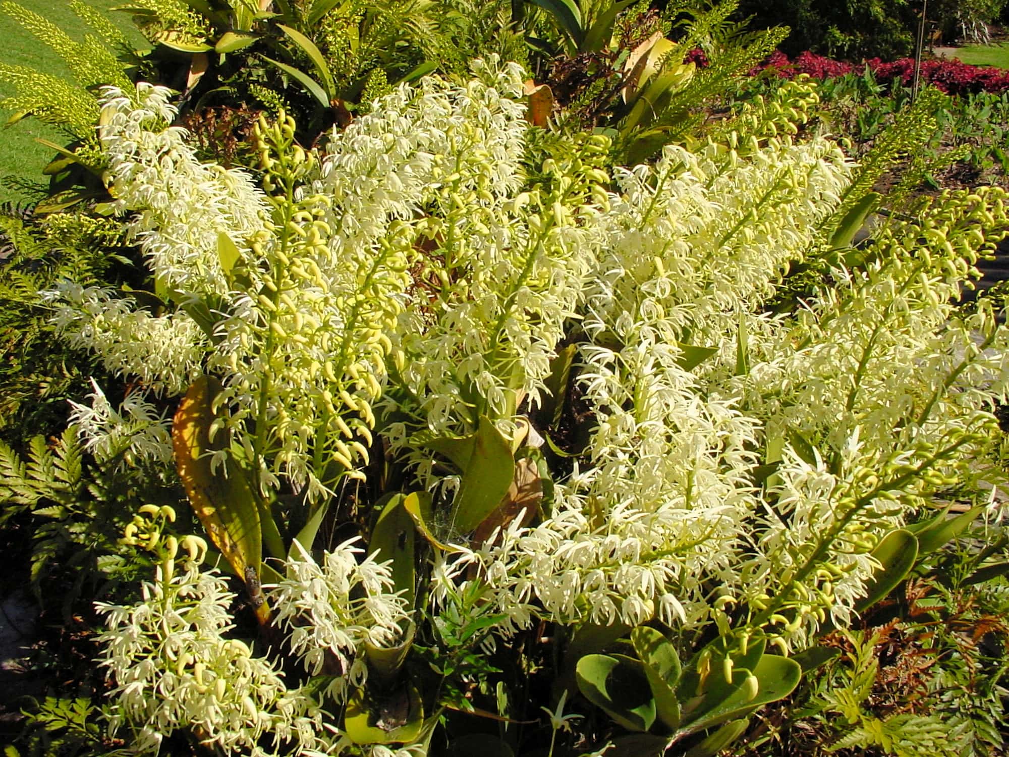 Dendrobium speciosum (Rock Orchid) – Ausemade