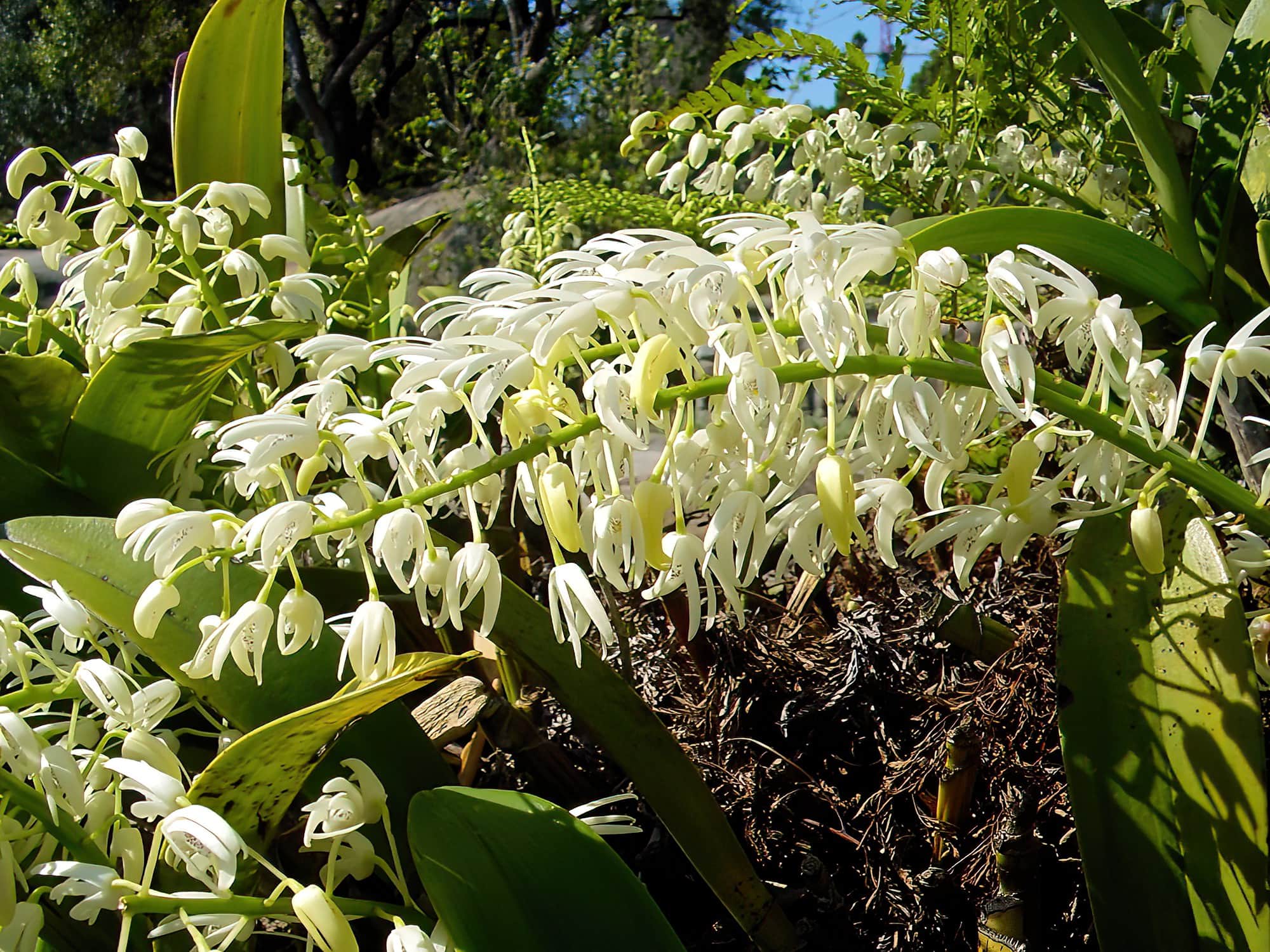 Dendrobium speciosum (Rock Orchid) – Ausemade
