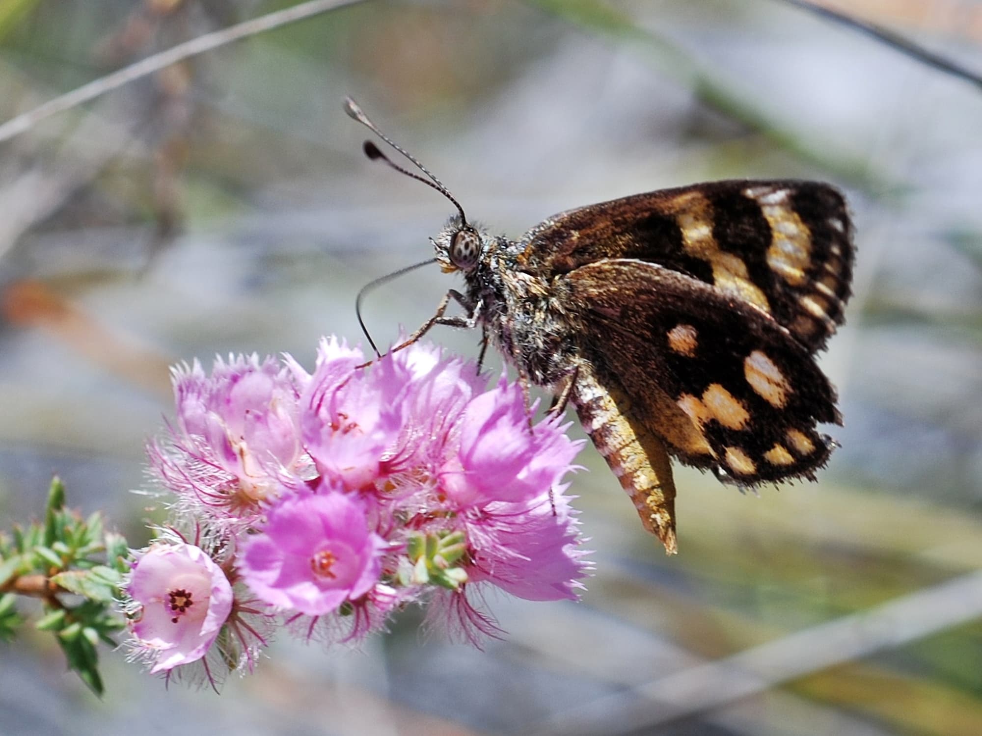 Synemon spp – Ausemade