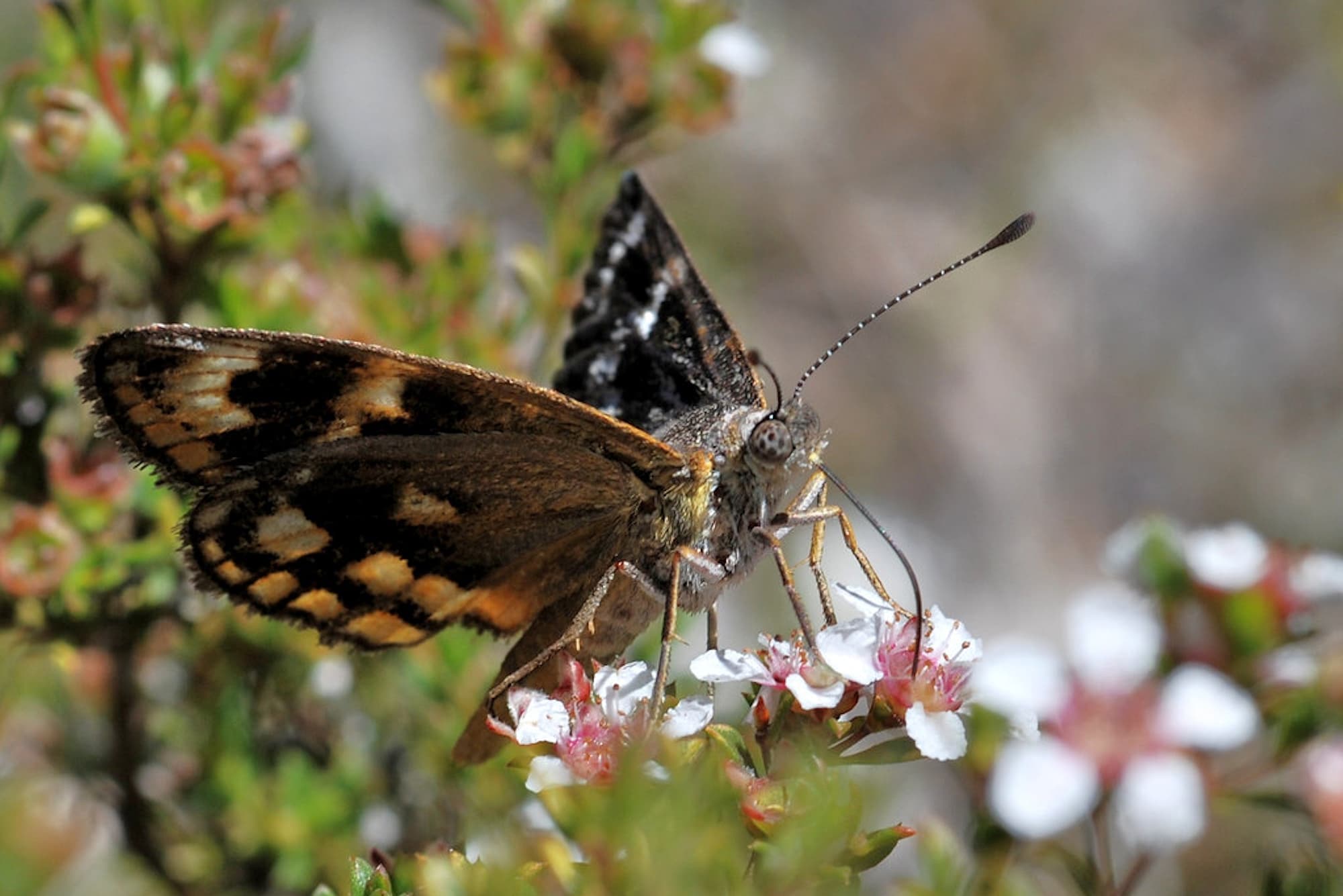 Synemon spp – Ausemade