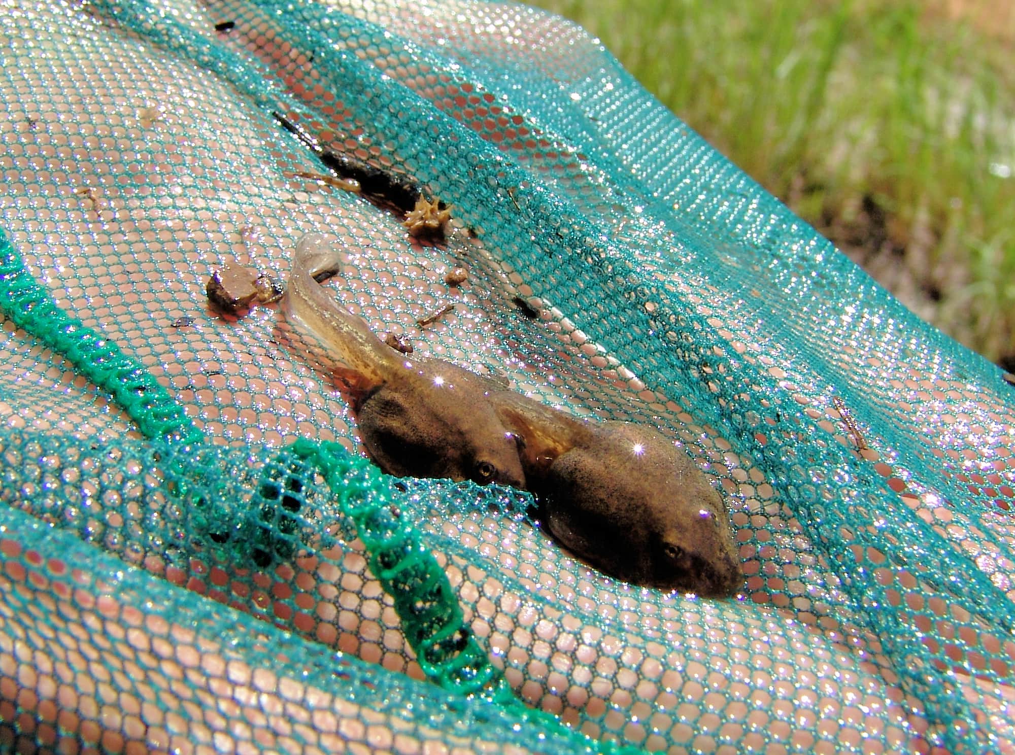 Birthday Waterhole Fauna – Ausemade