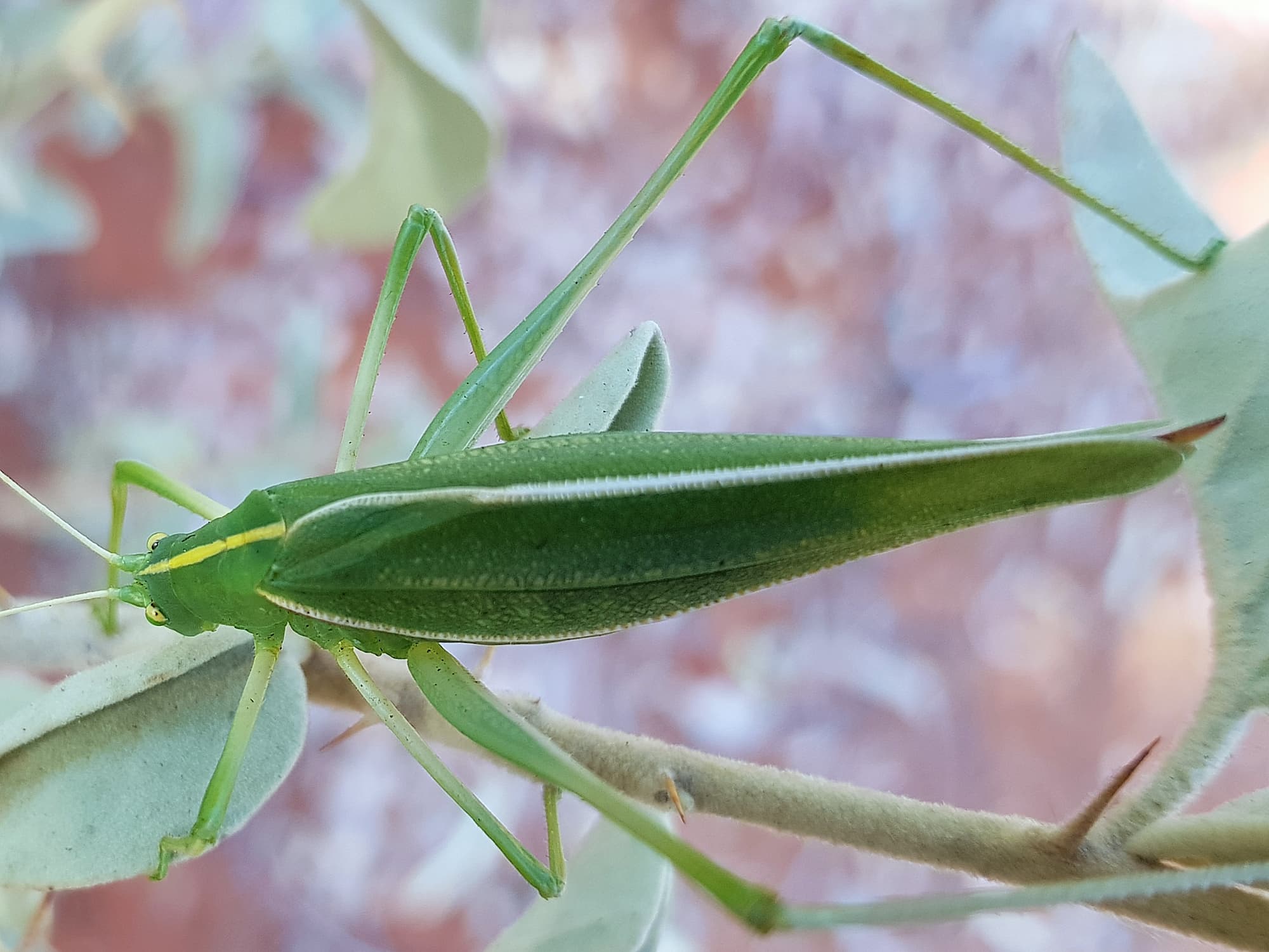 ASDP Katydid (Taeniomenae) – Ausemade