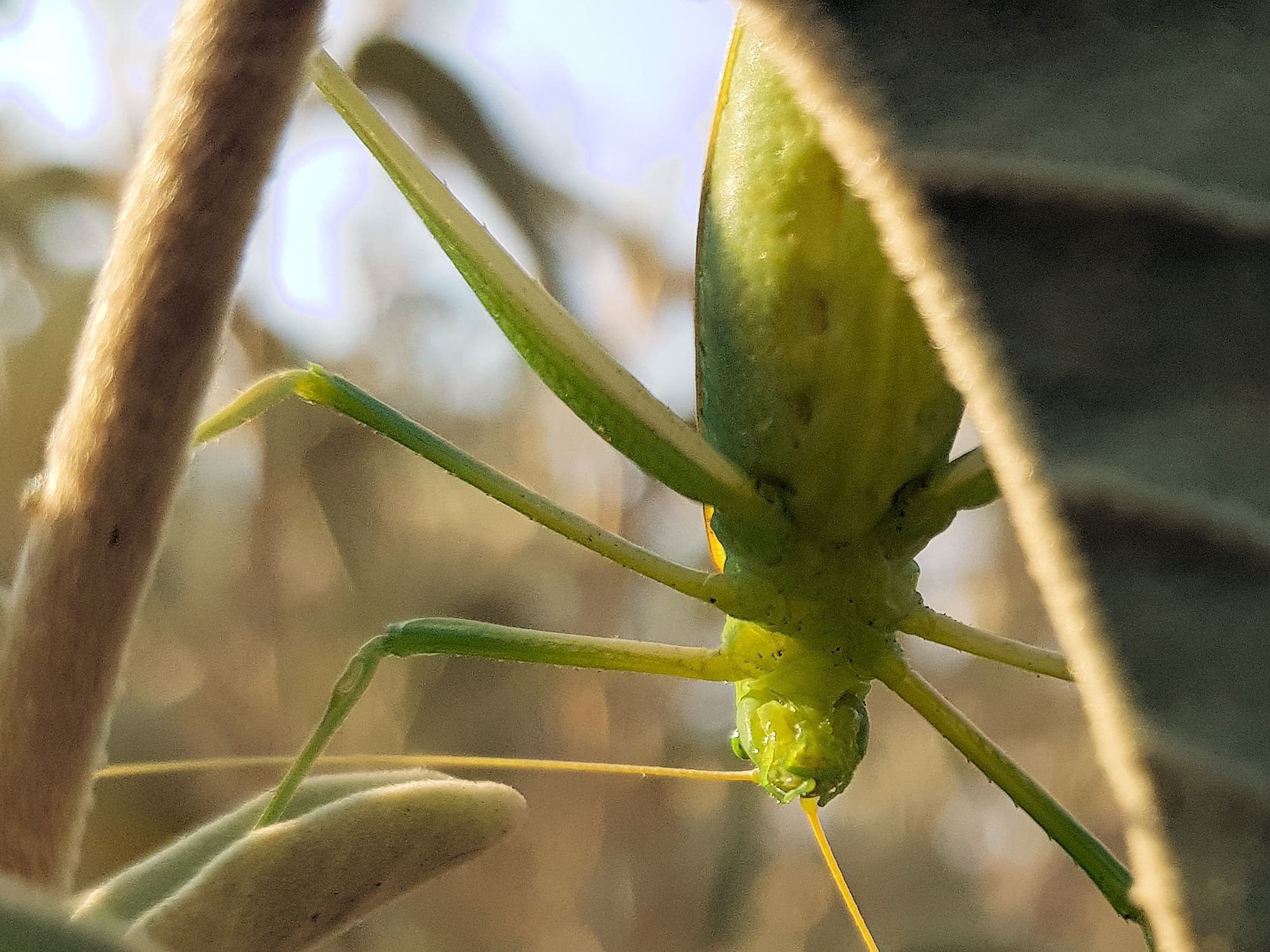ASDP Katydid (Taeniomenae) – Ausemade