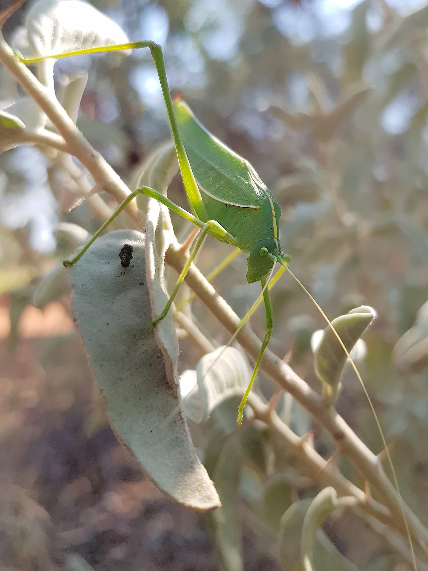 ASDP Katydid (Taeniomenae) – Ausemade