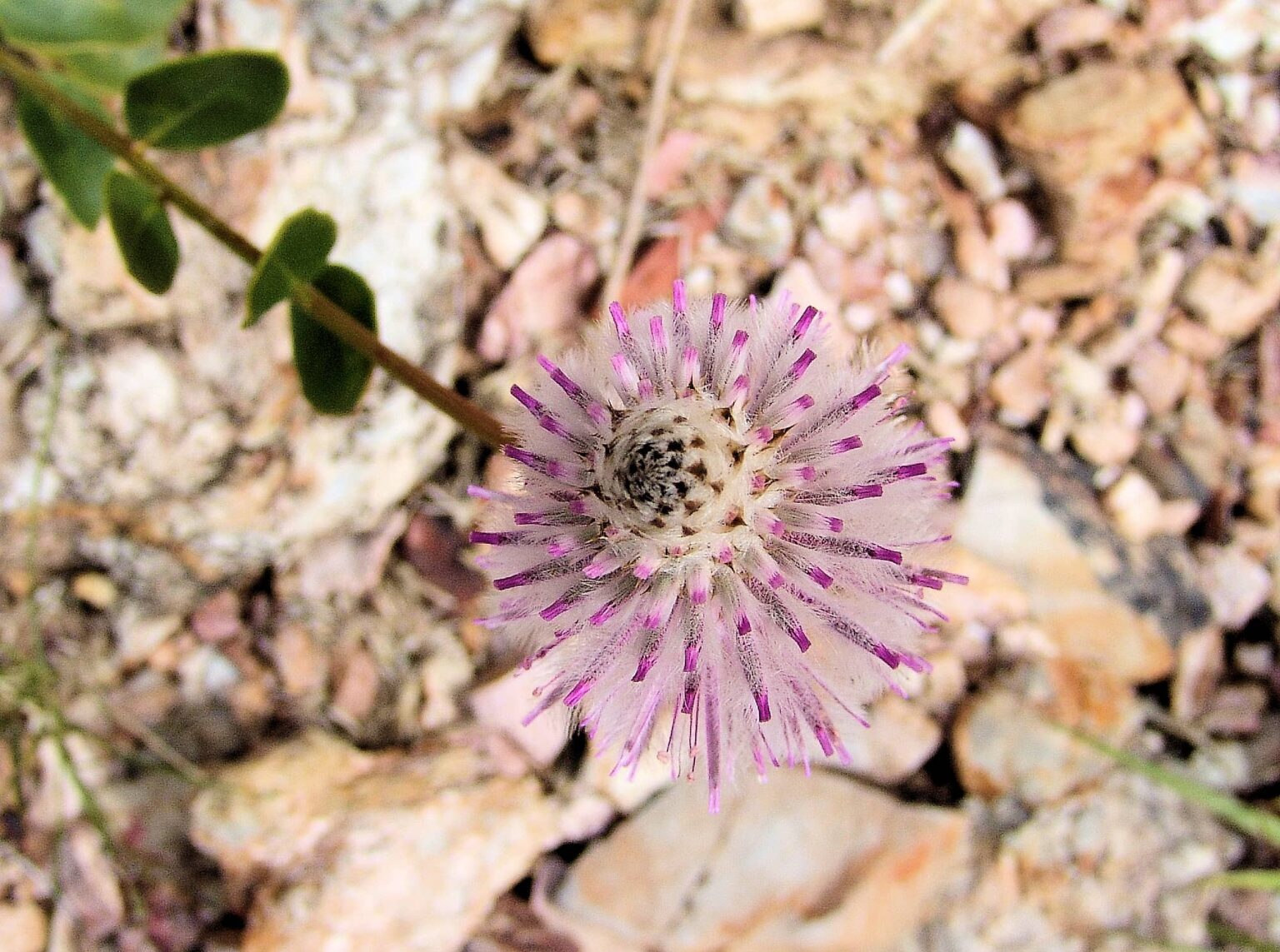 Tall Mulla Mulla (Ptilotus exaltatus) – Ausemade